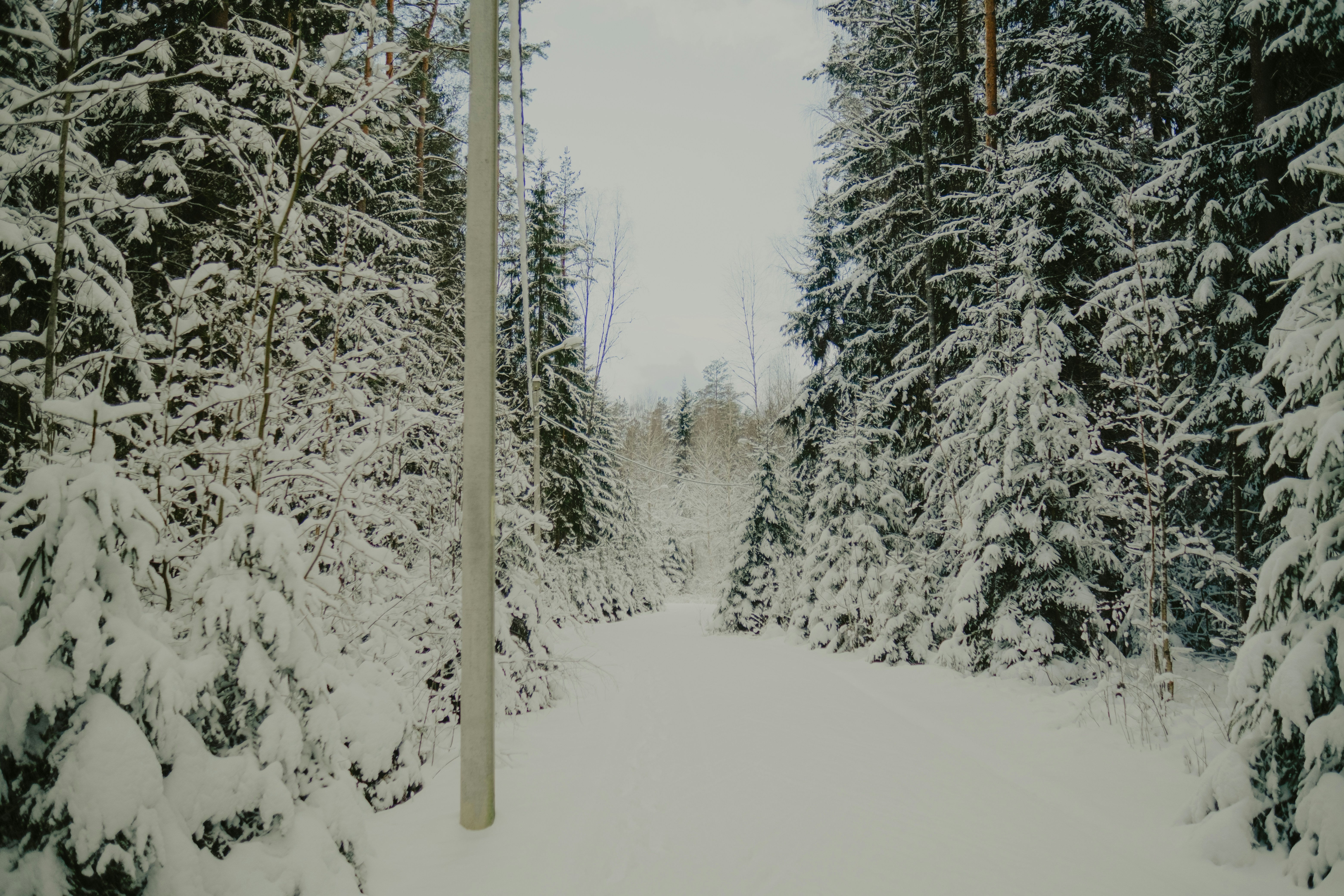Snow covered trees line a path through a winter forest. photo – Free ...