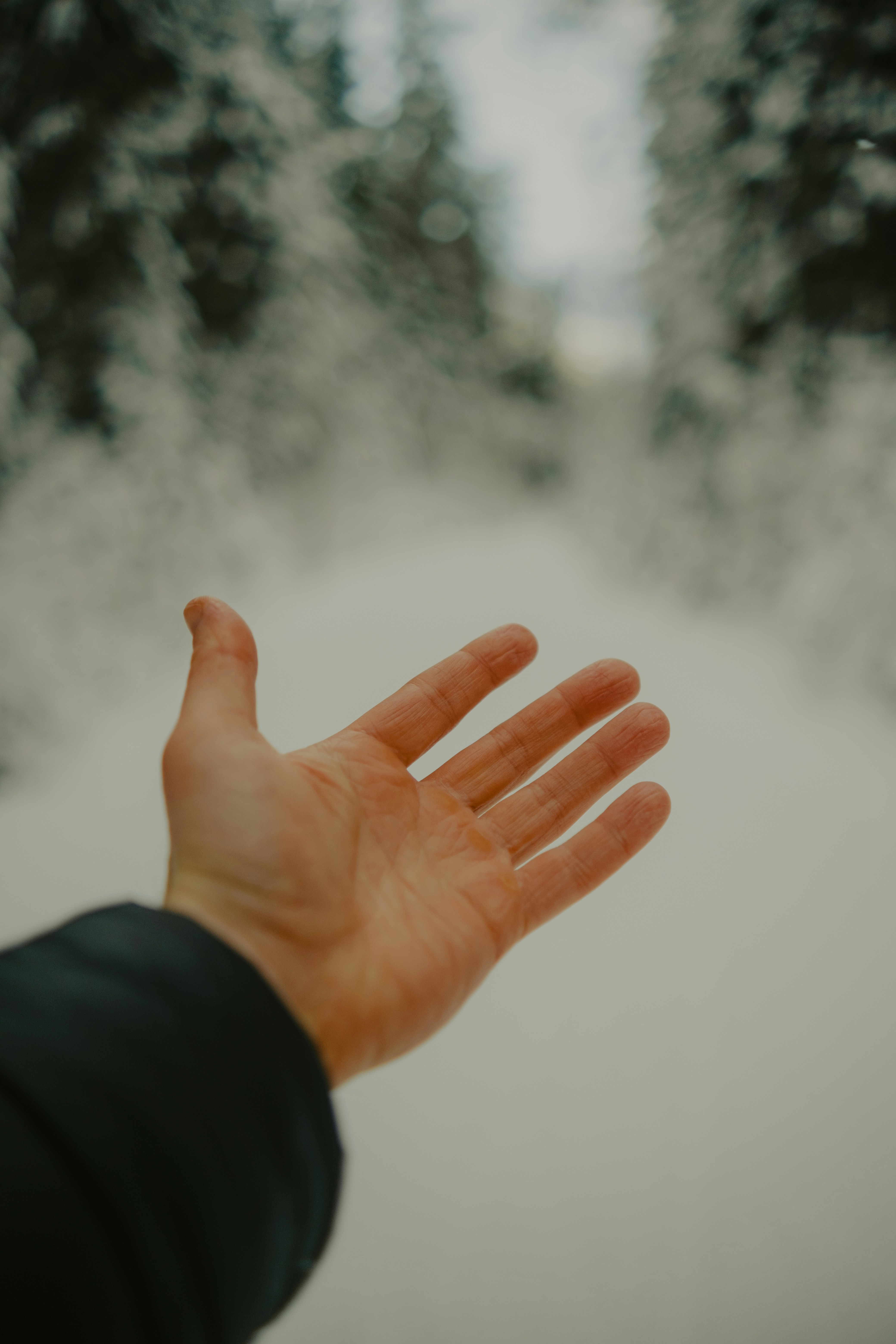 Open Palm in a Misty Forest: Reaching into the Snow