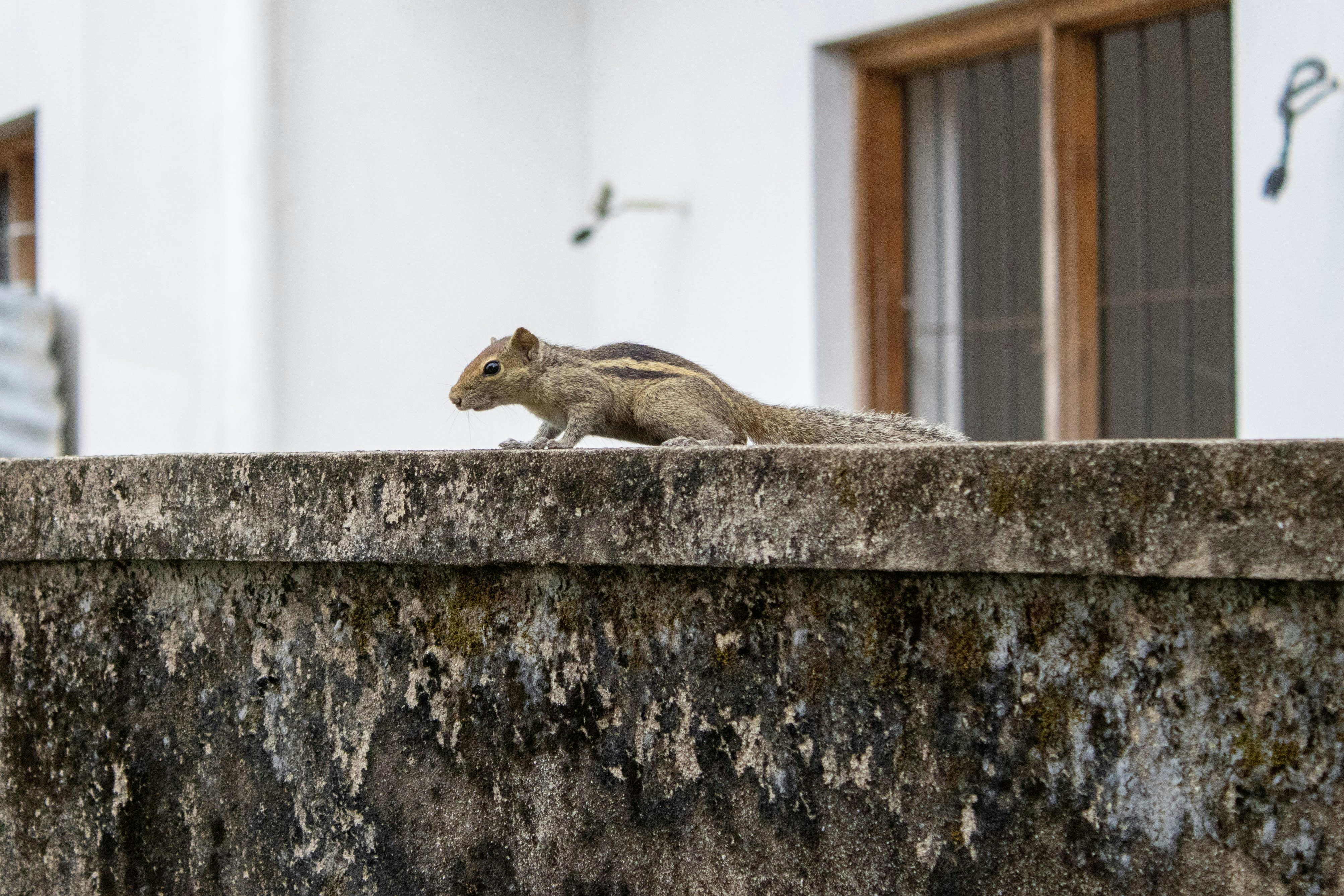 Squirrel on the Wall: A Quiet Urban Moment