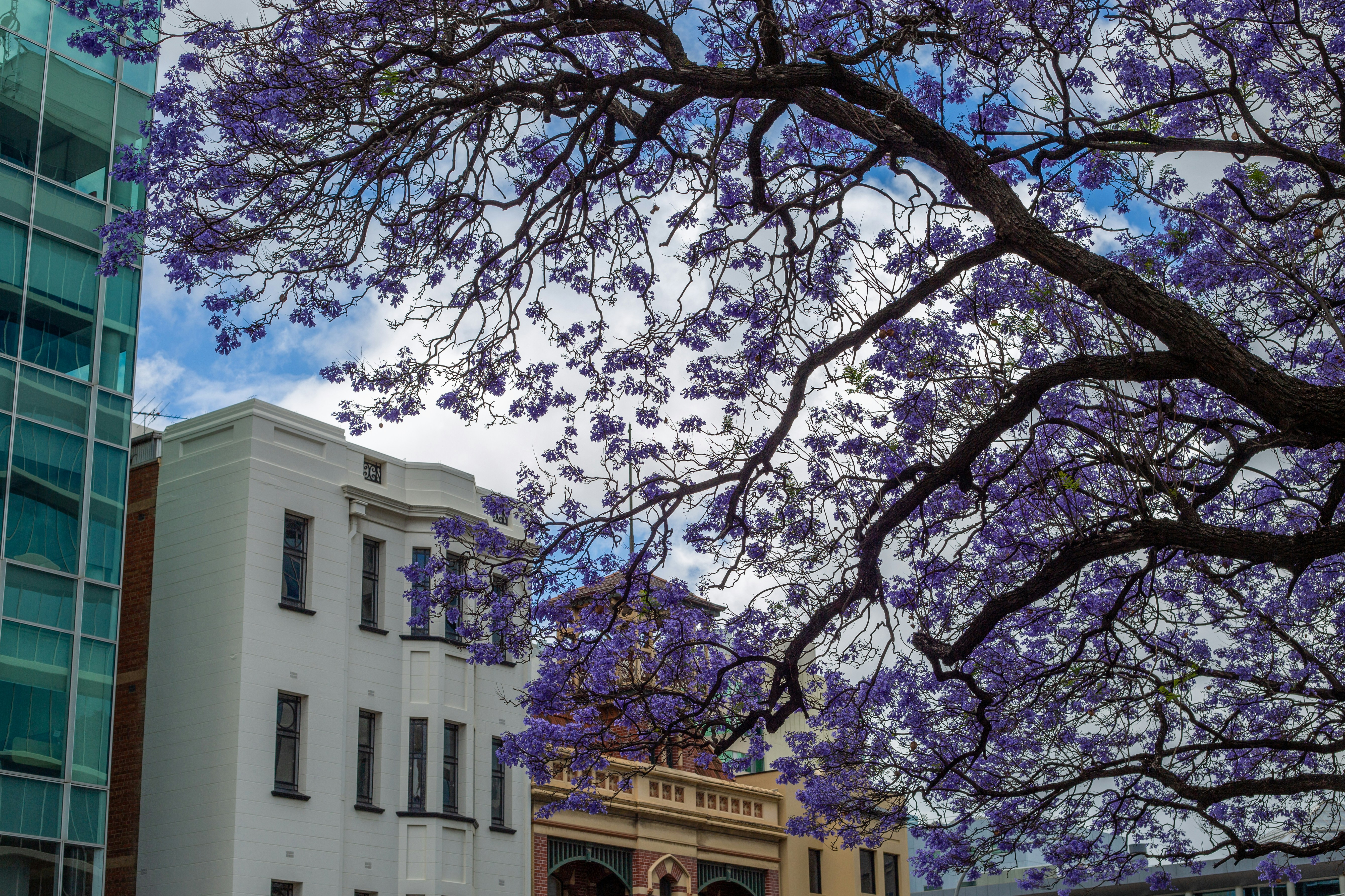 Purple blossoms of the city: a canopy of jacaranda over a row of pastel façades