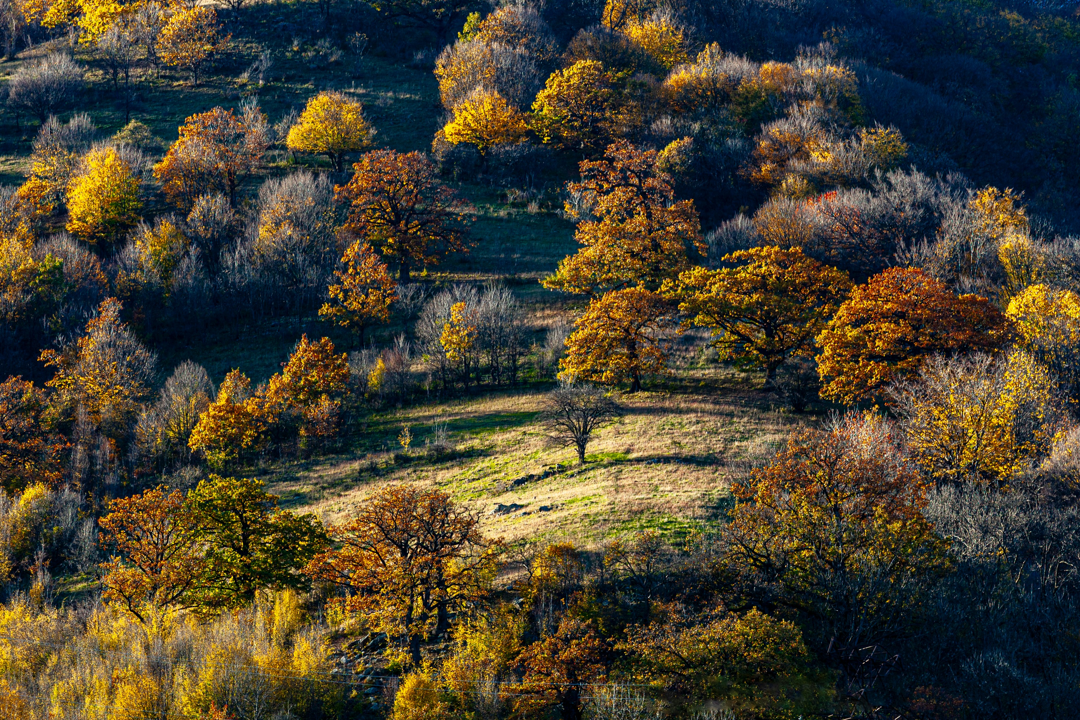 Autumn trees on a hillside with golden foliage.