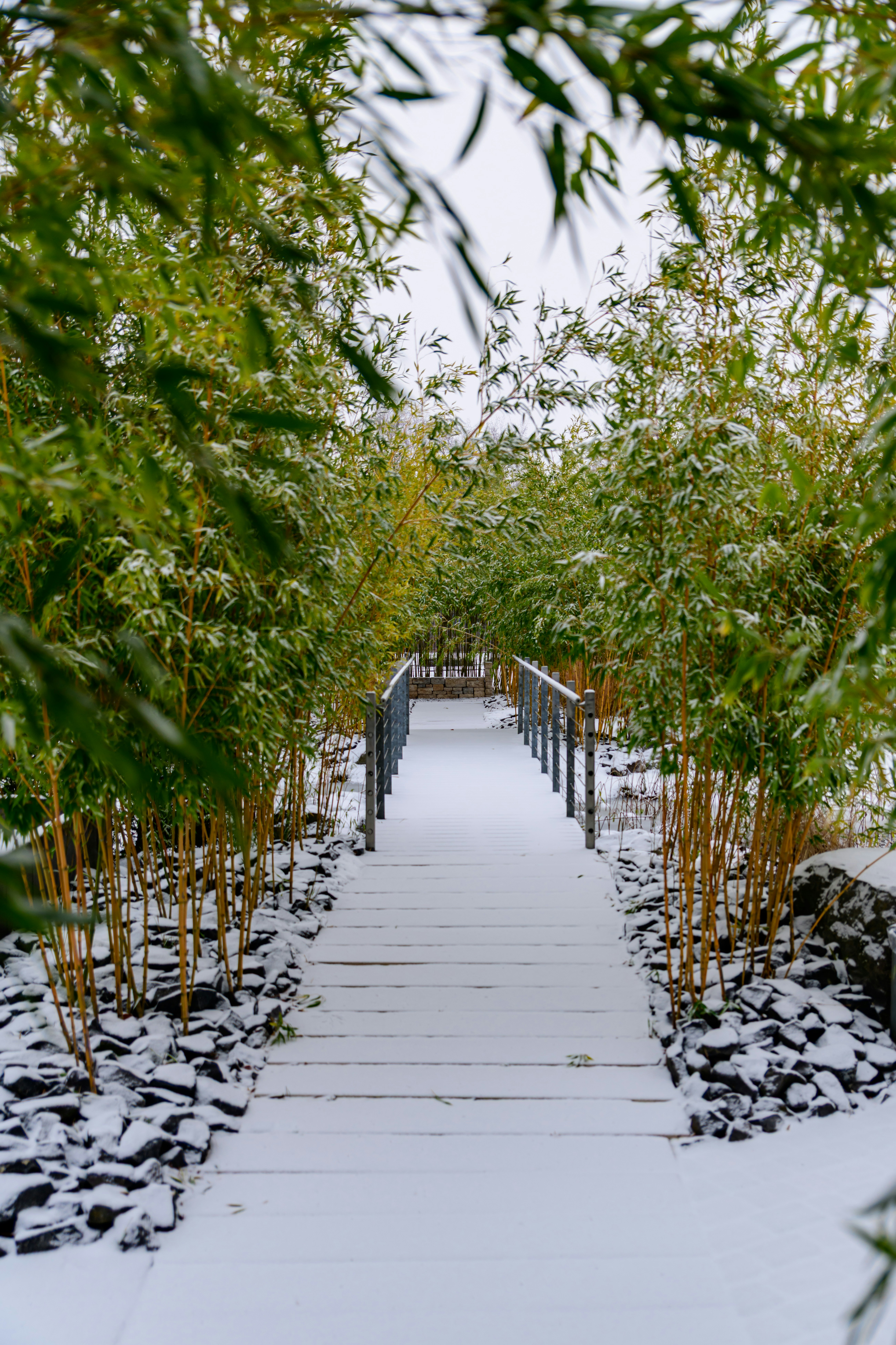 Snowy Bamboo Walkway Framed by Greenery