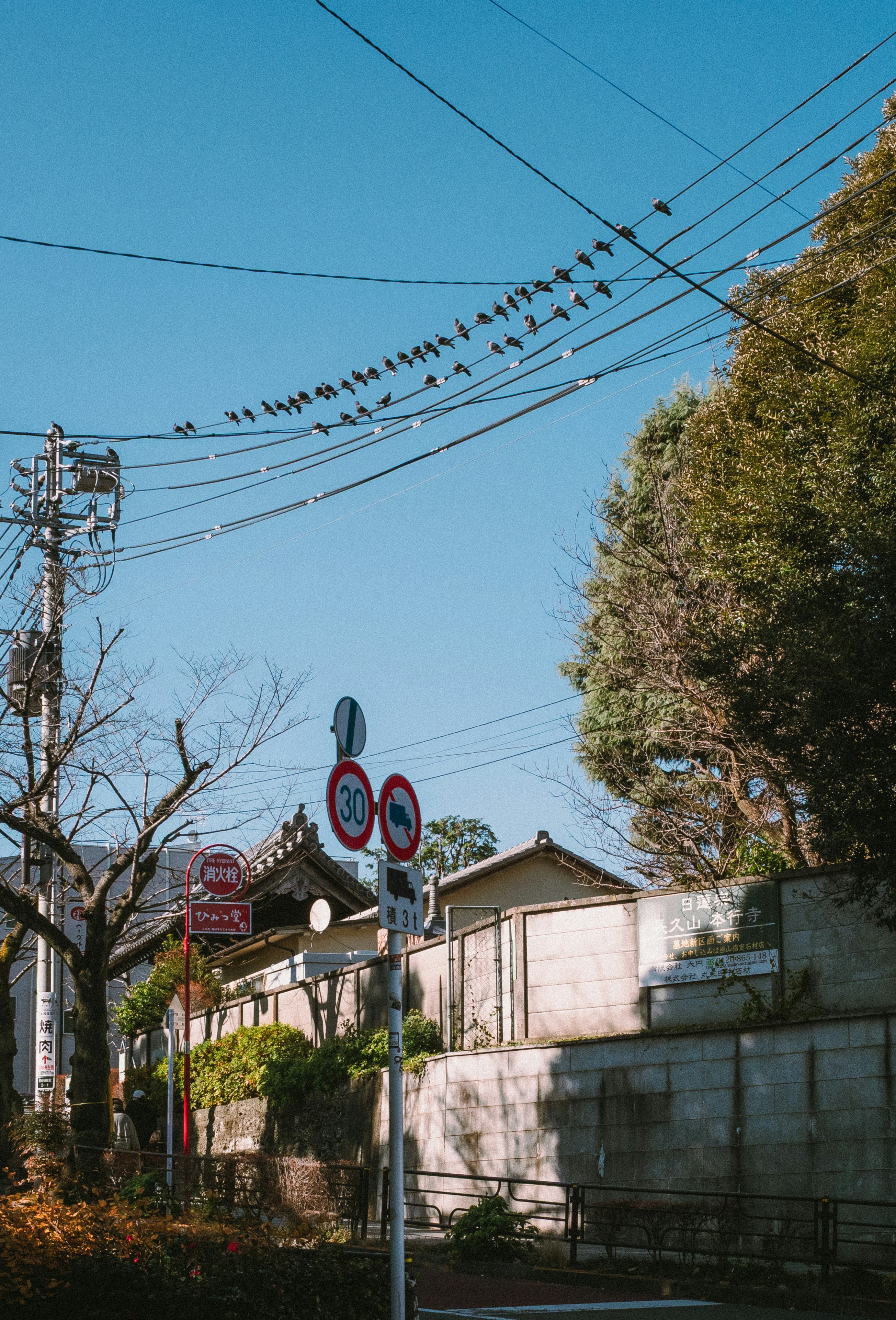 Blue Sky and Street Scene: Birds, Wires, and Quiet Japanese Corner