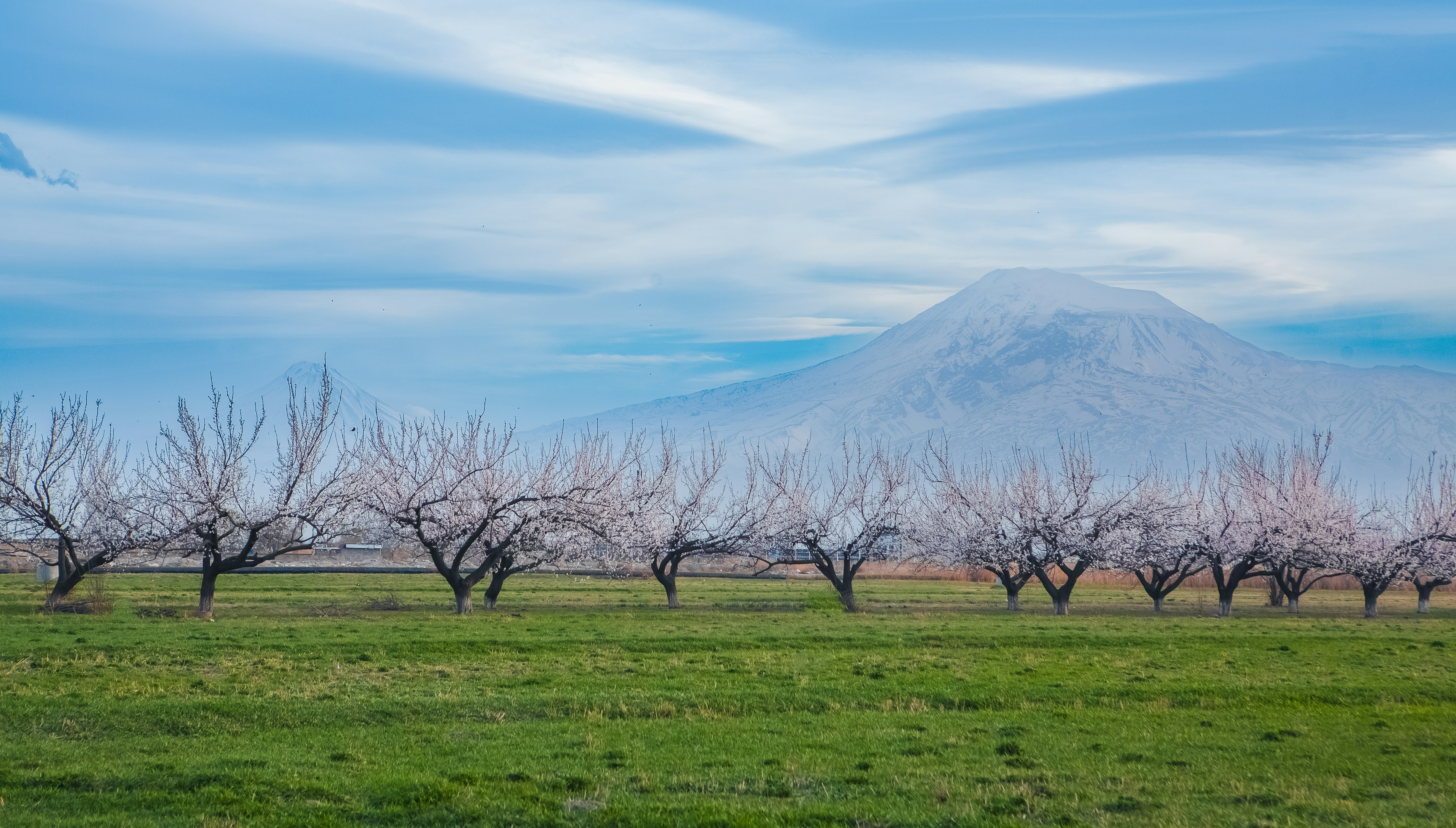 Bare trees in a field with a mountain background. photo – Free Flower ...
