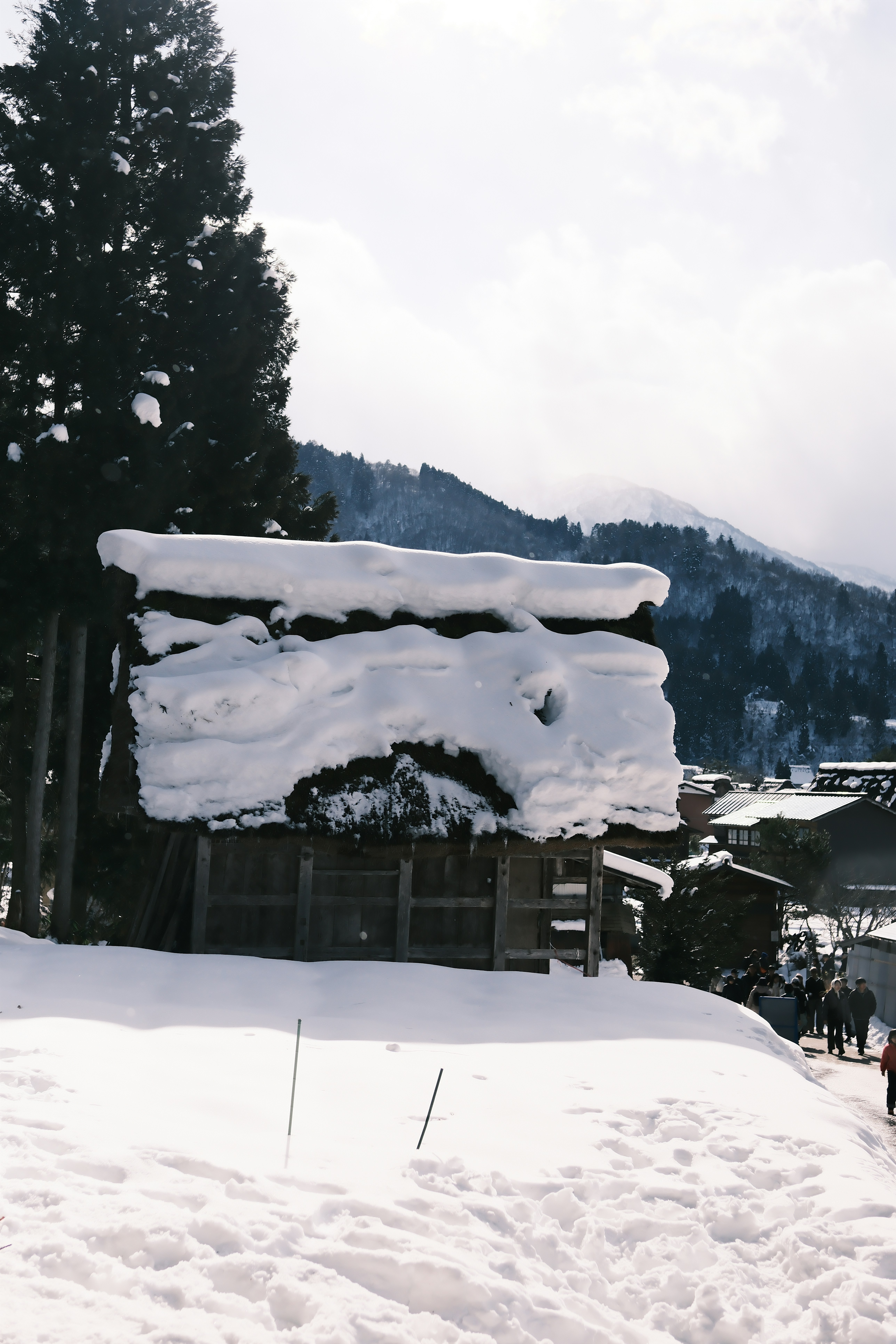 Snowbound Shelter Beneath Alpine Pines