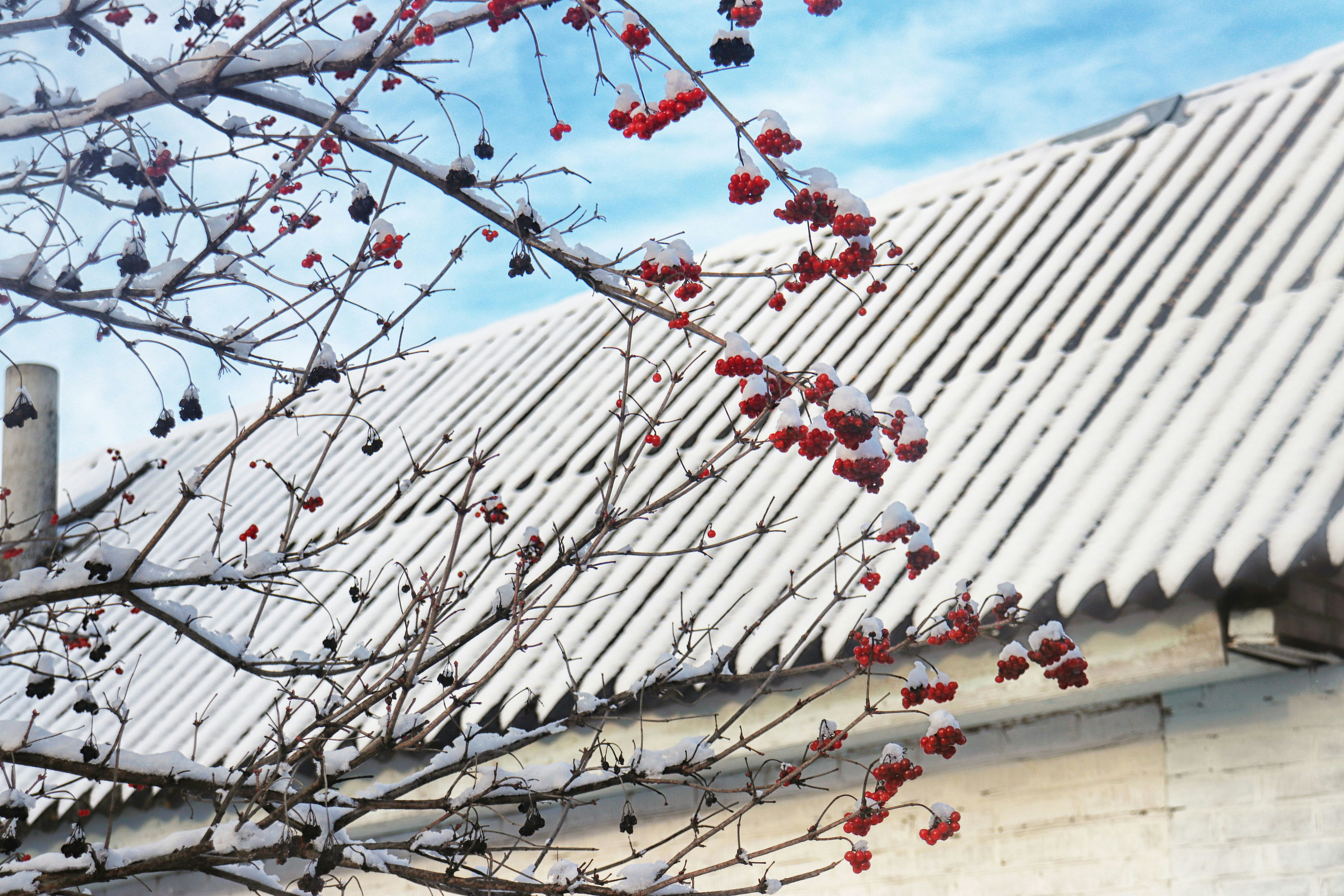 Red Berries Against a Snowy Roof Ridge