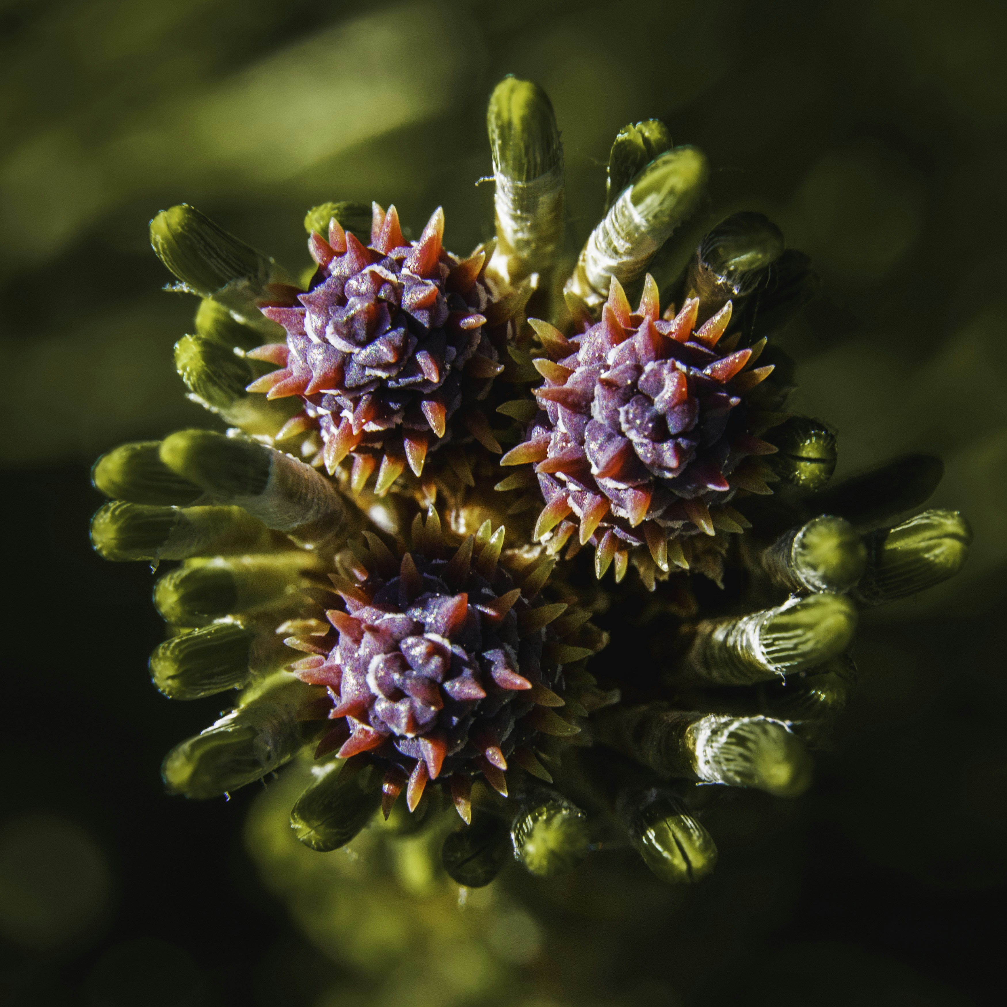 Royal Hues: A Macro Moment of Bursting Petal Miniature