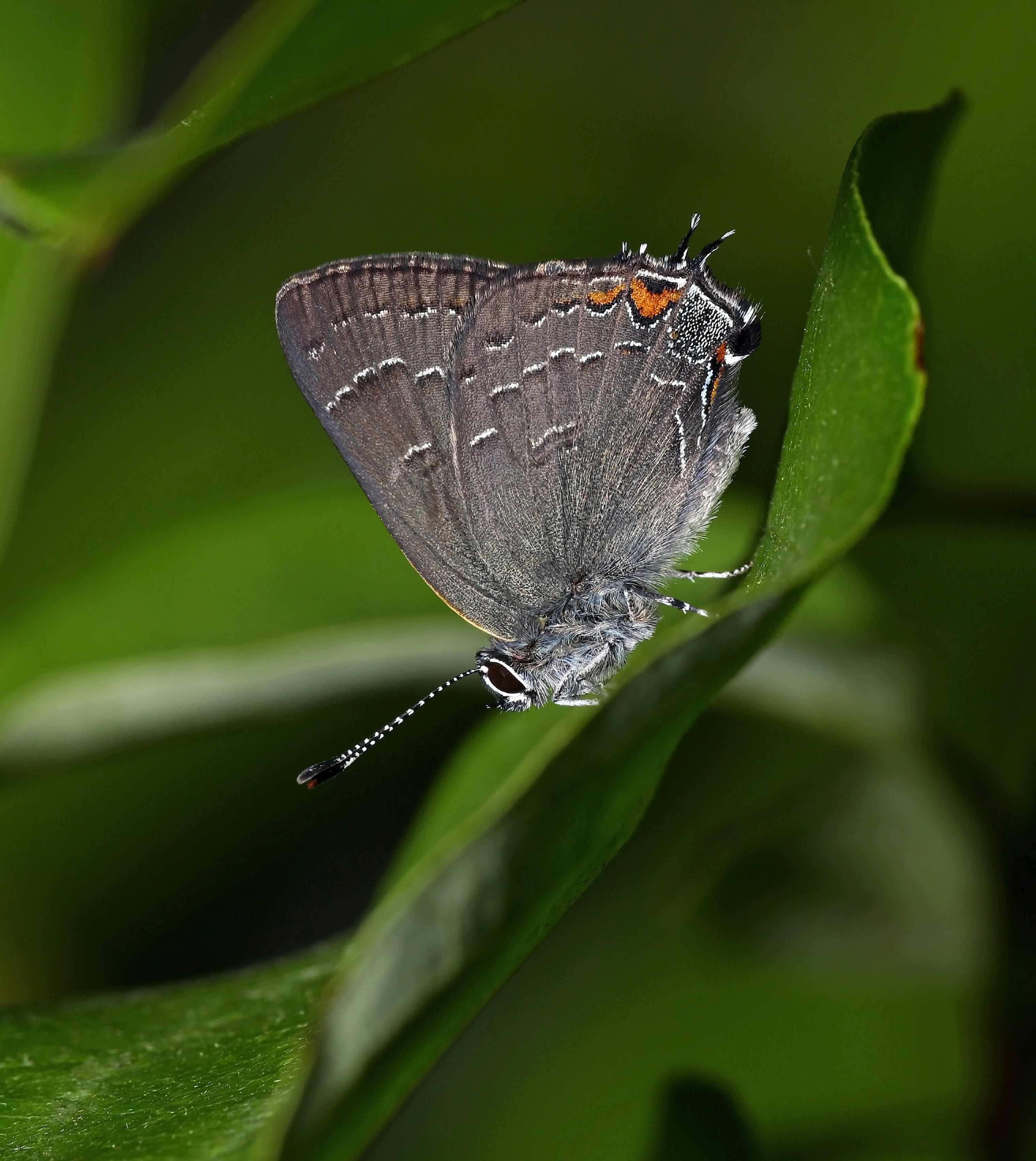 Gray hairstreak on a green blade: a quiet moment of backlit detail