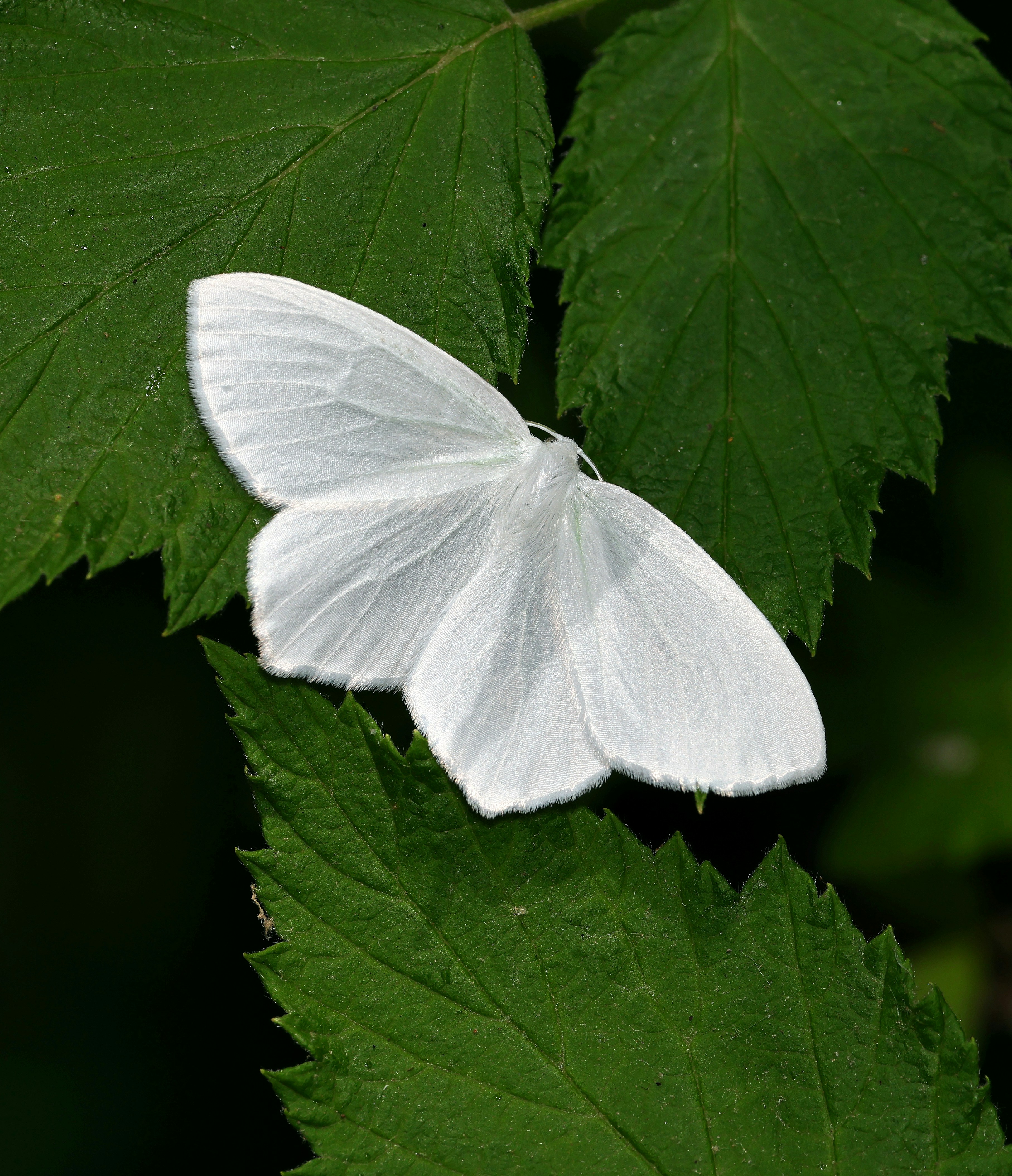 White moth on emerald leaves: delicate wings amid deep green veins