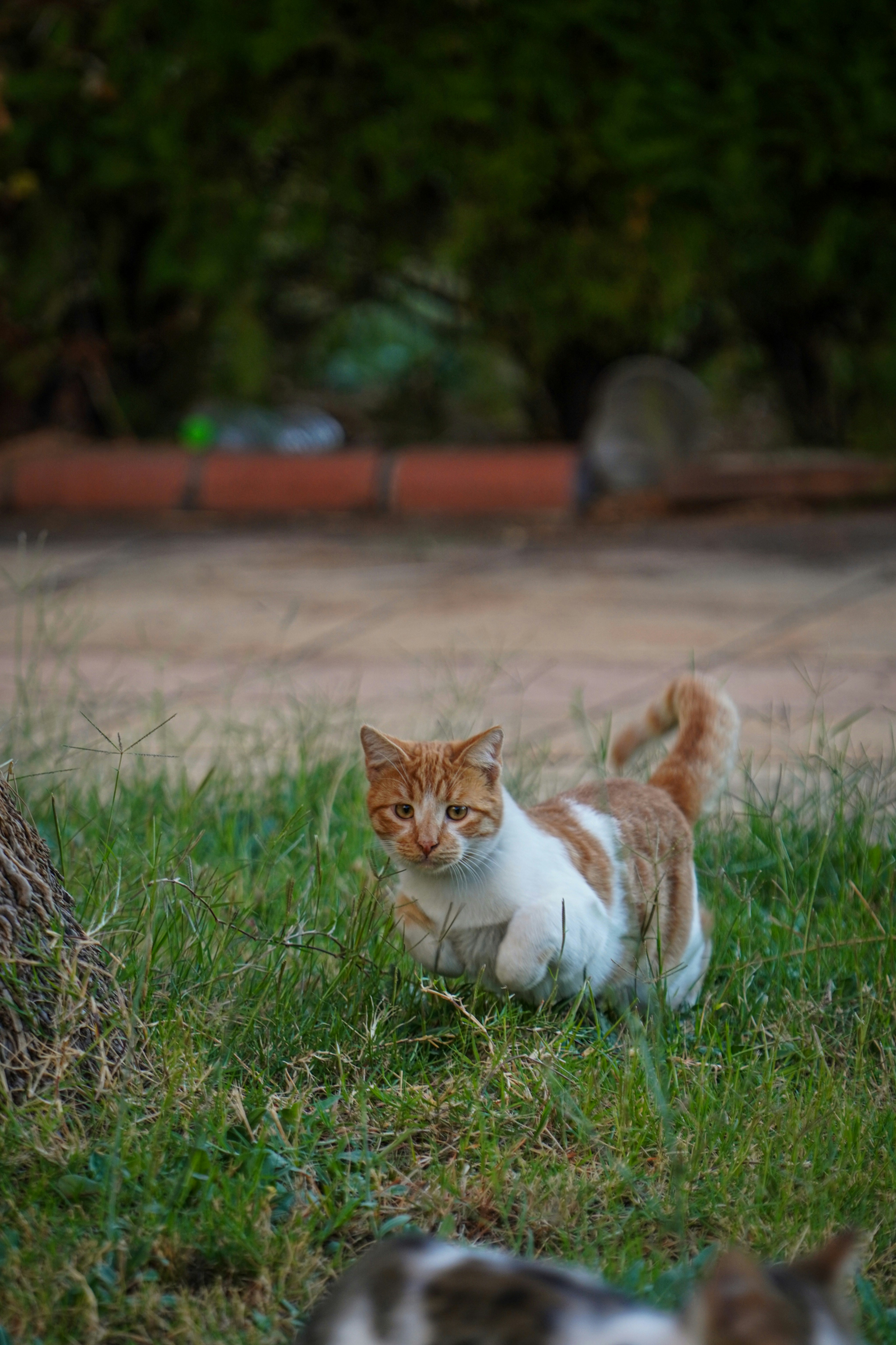 Amber Tabby on the Run: A Quiet Leap in the Park
