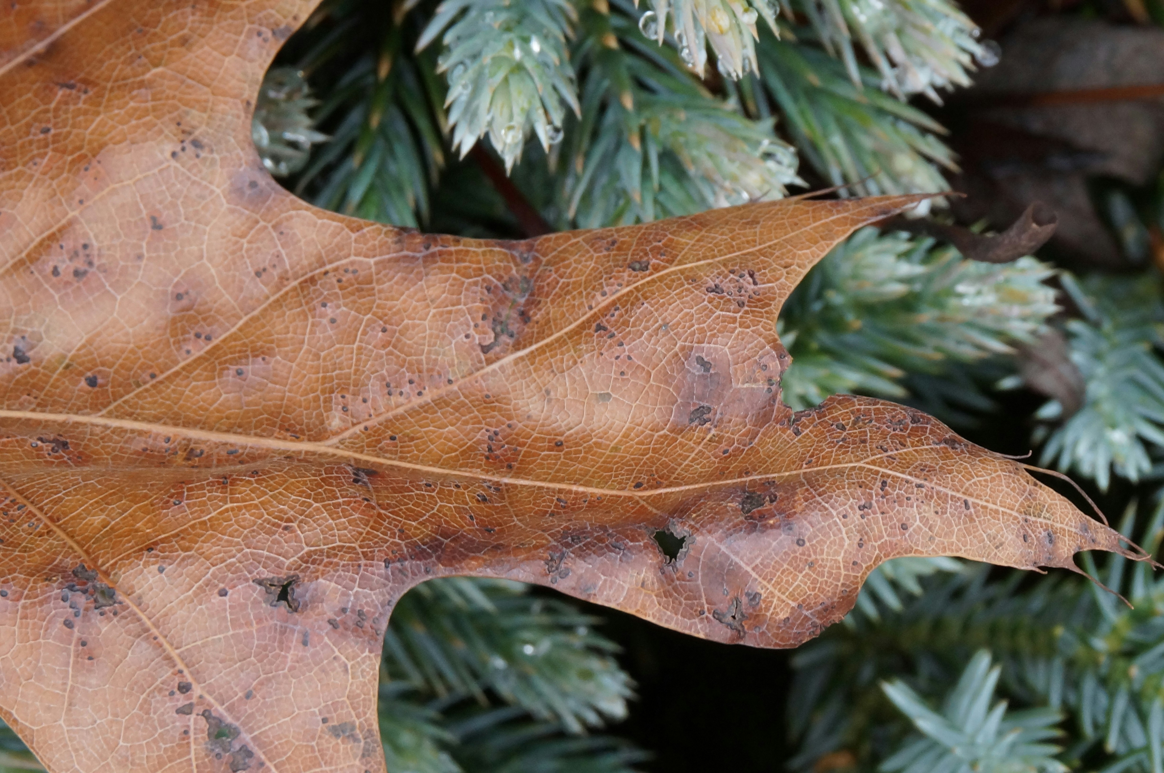 A close-up of a dry brown leaf resting across blue-green evergreen needles, highlighting texture and contrast with a wintry backdrop.