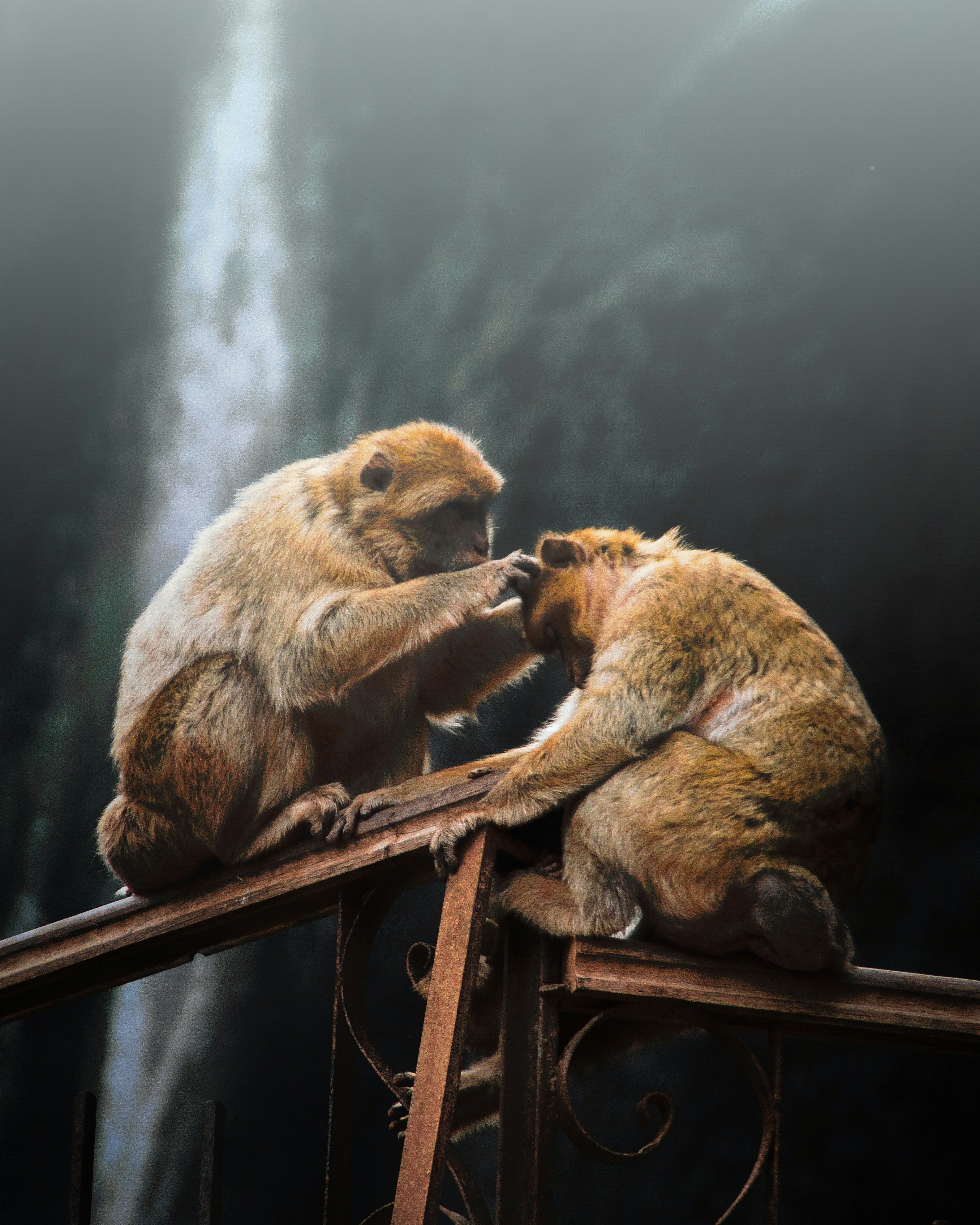 Two Capuchin-like Monkeys Share a Moment on Sunlit Driftwood