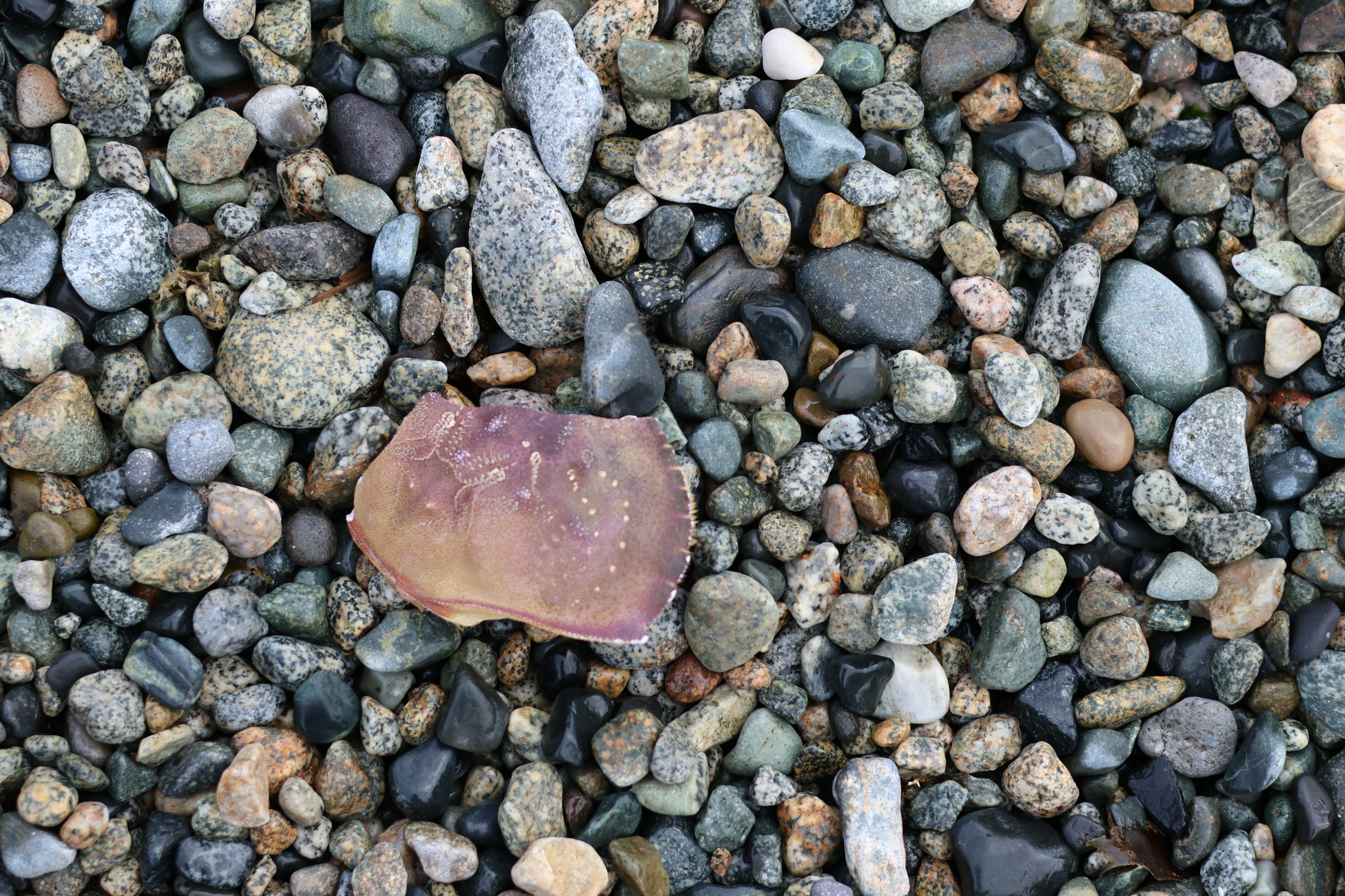 Pebble Beach: a solitary, weathered fragment among countless stones