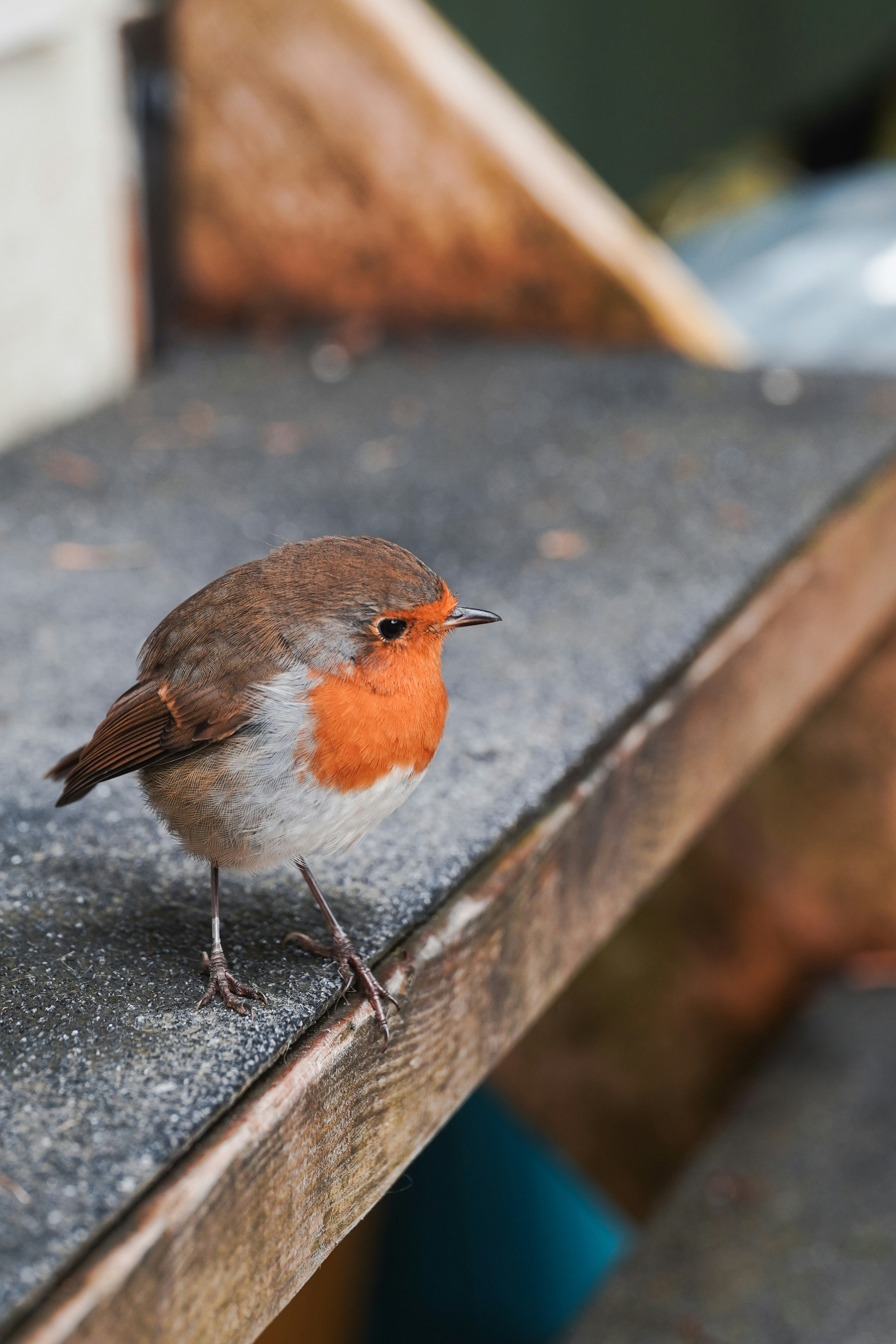 Robin on the Ledge: A Close-kern of Spring Feathers