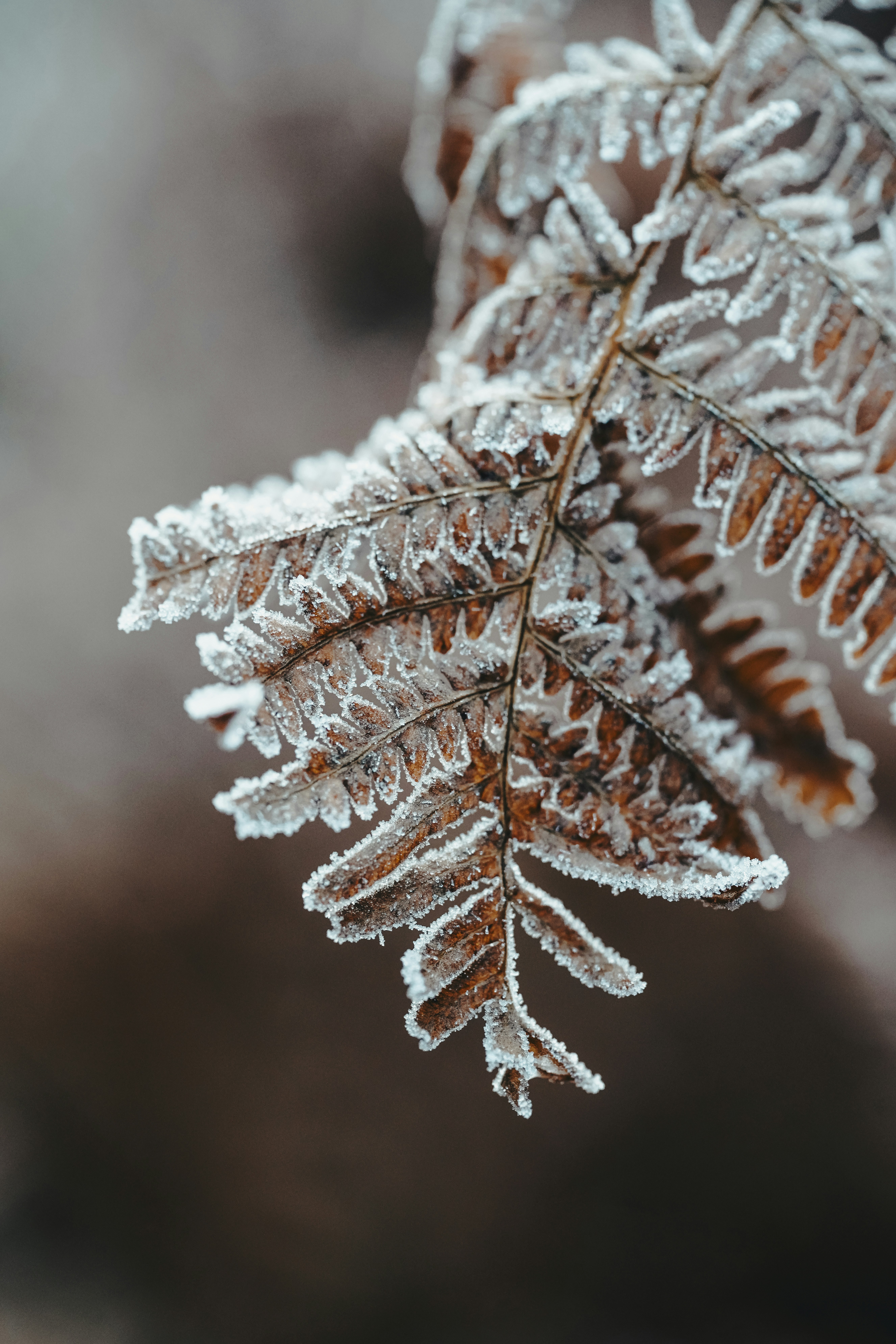 Frosted Fern: delicate ice edges cling to autumn fronds