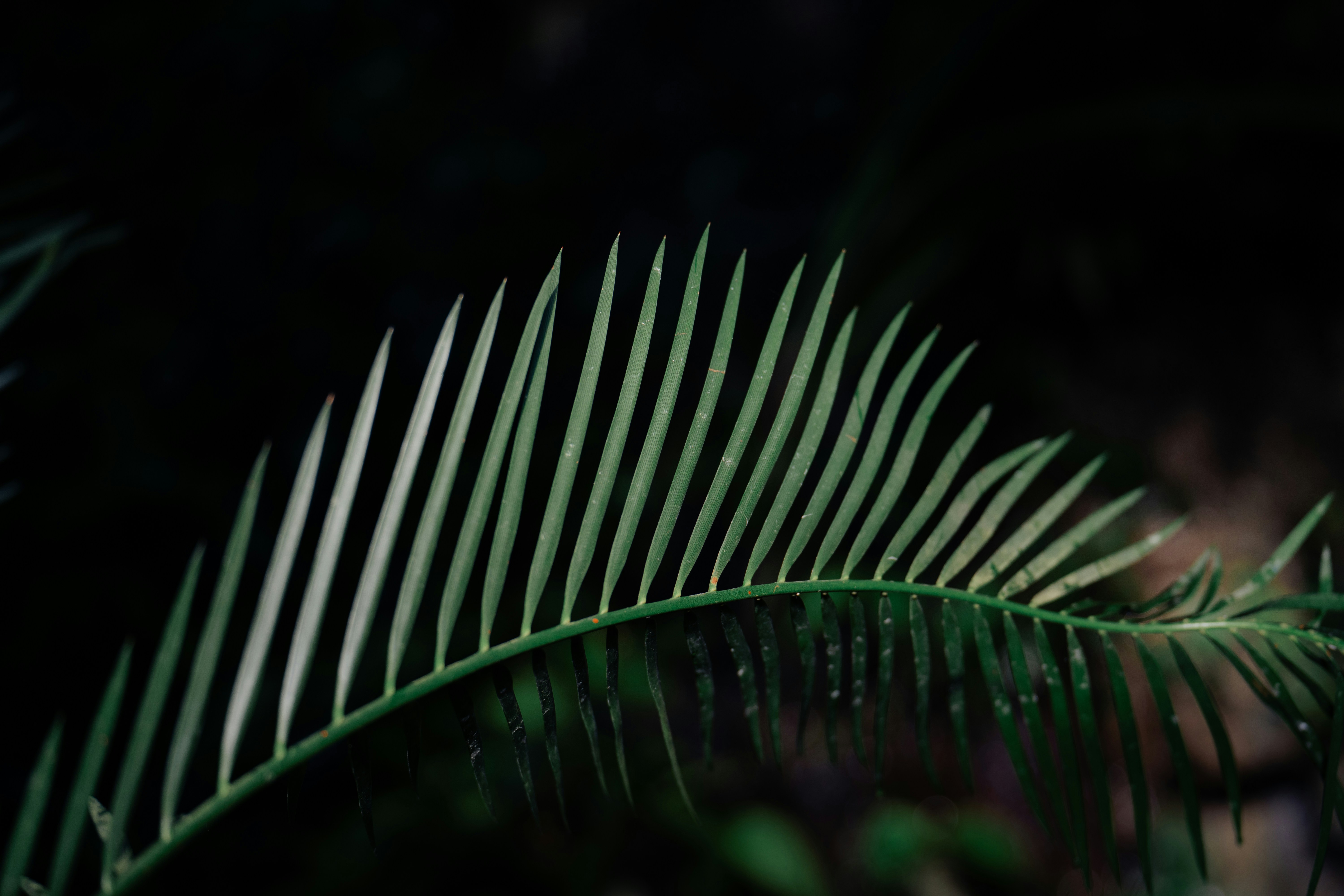 Luminous Palm Frond Arc in Low Light