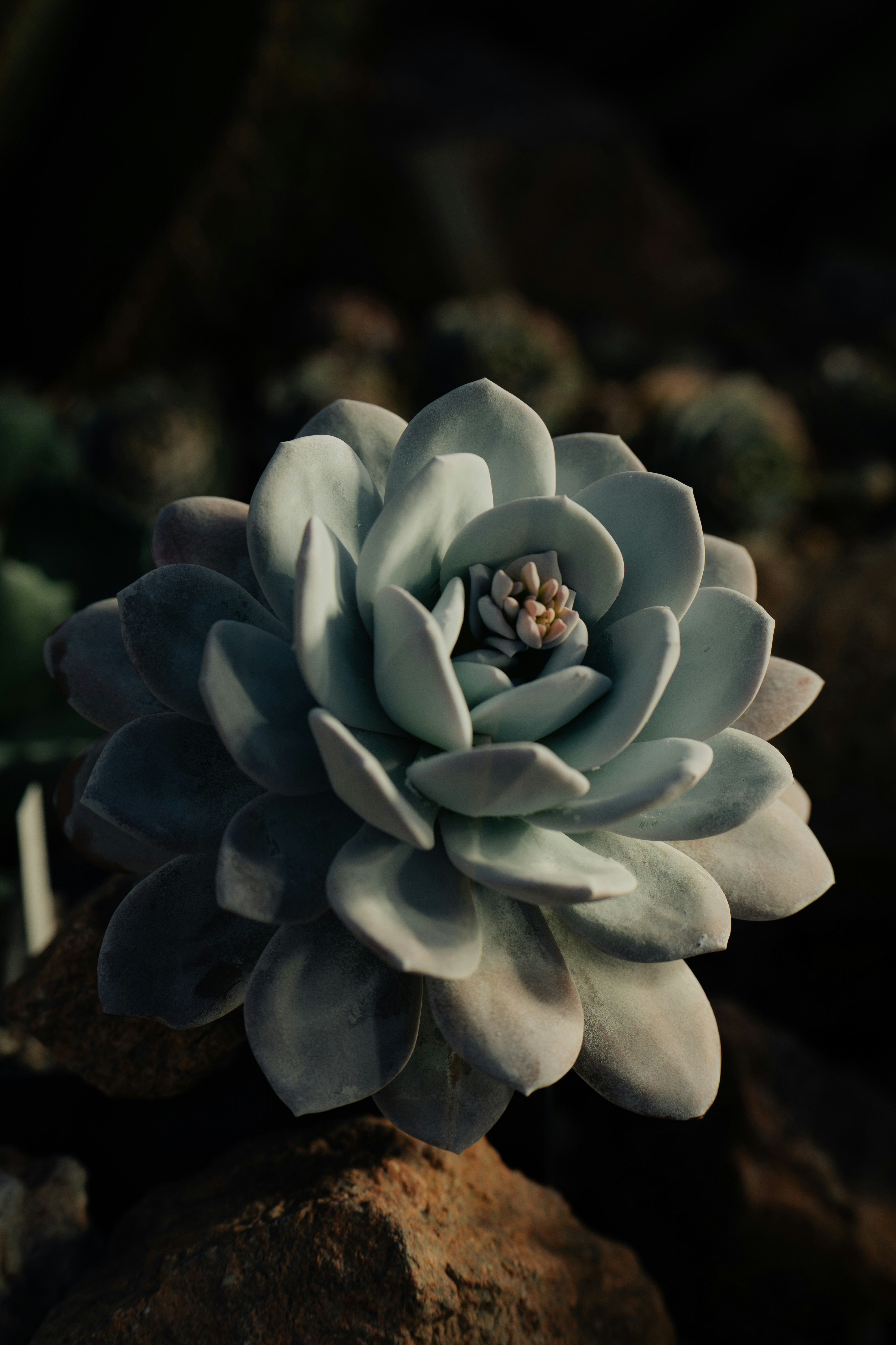 Soft Radiance: A succulent bloom awakens from shadow