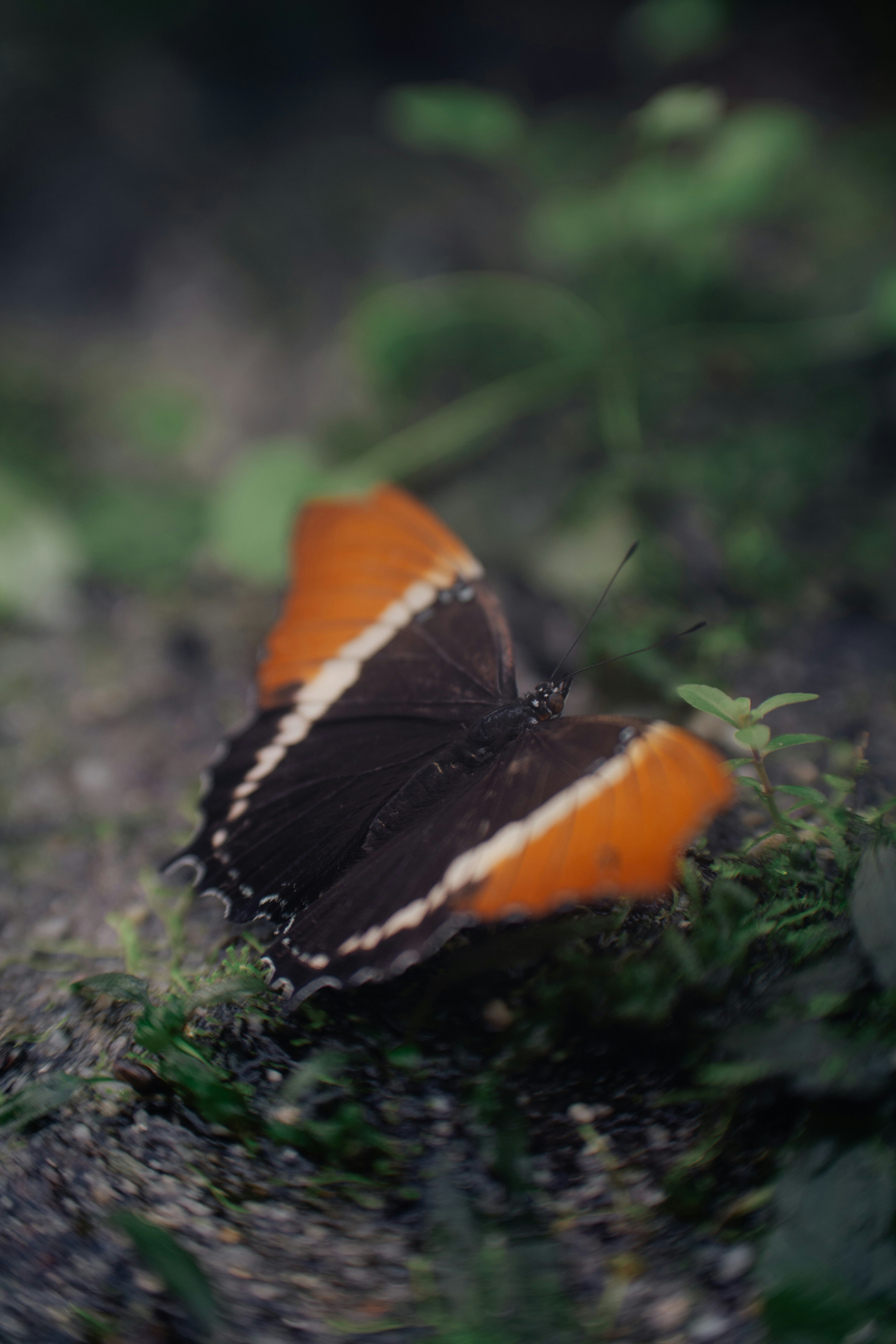 Flight of Color in Quiet Underbrush