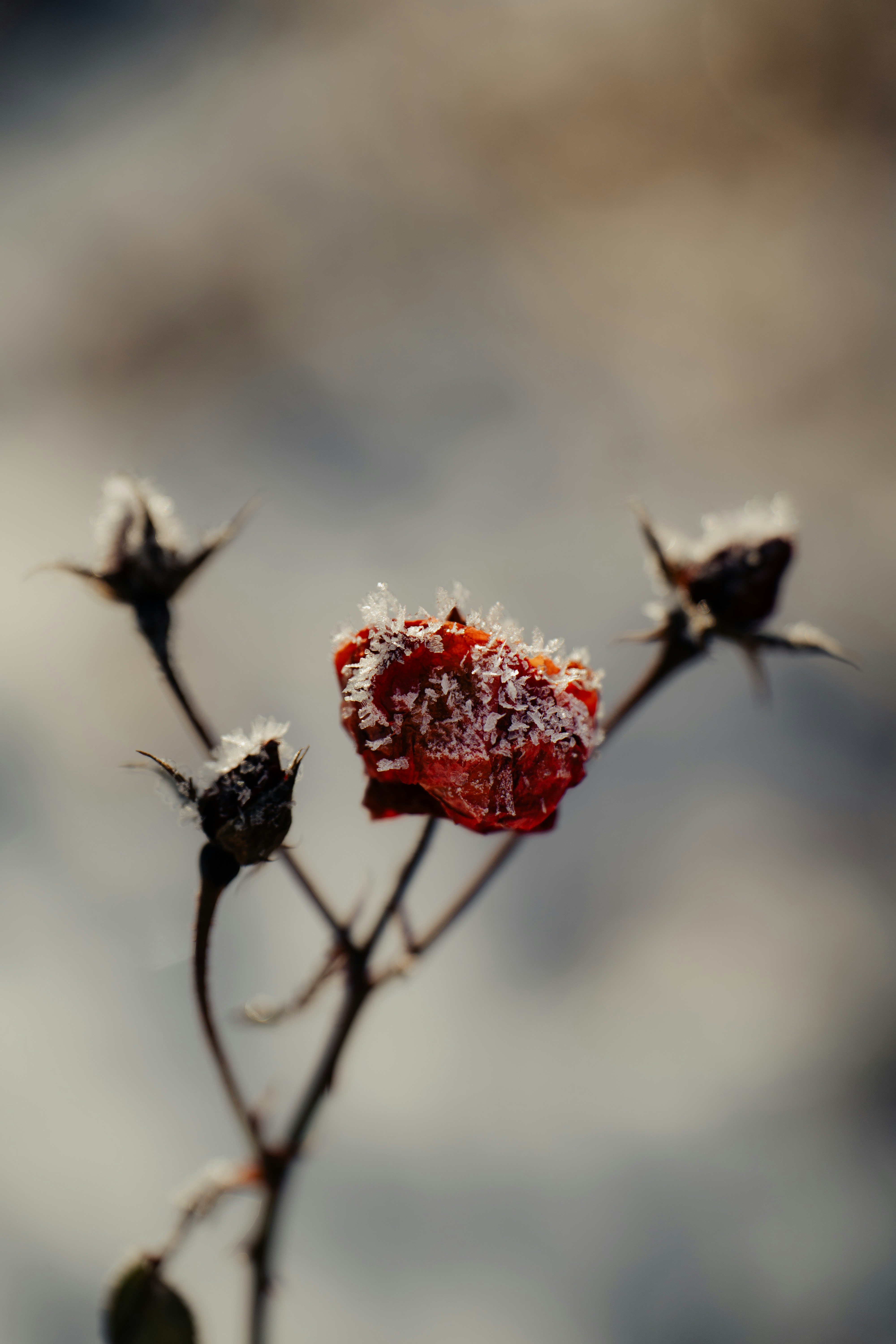 Frost-kissed Bloom: a lone rosebud defying winter light