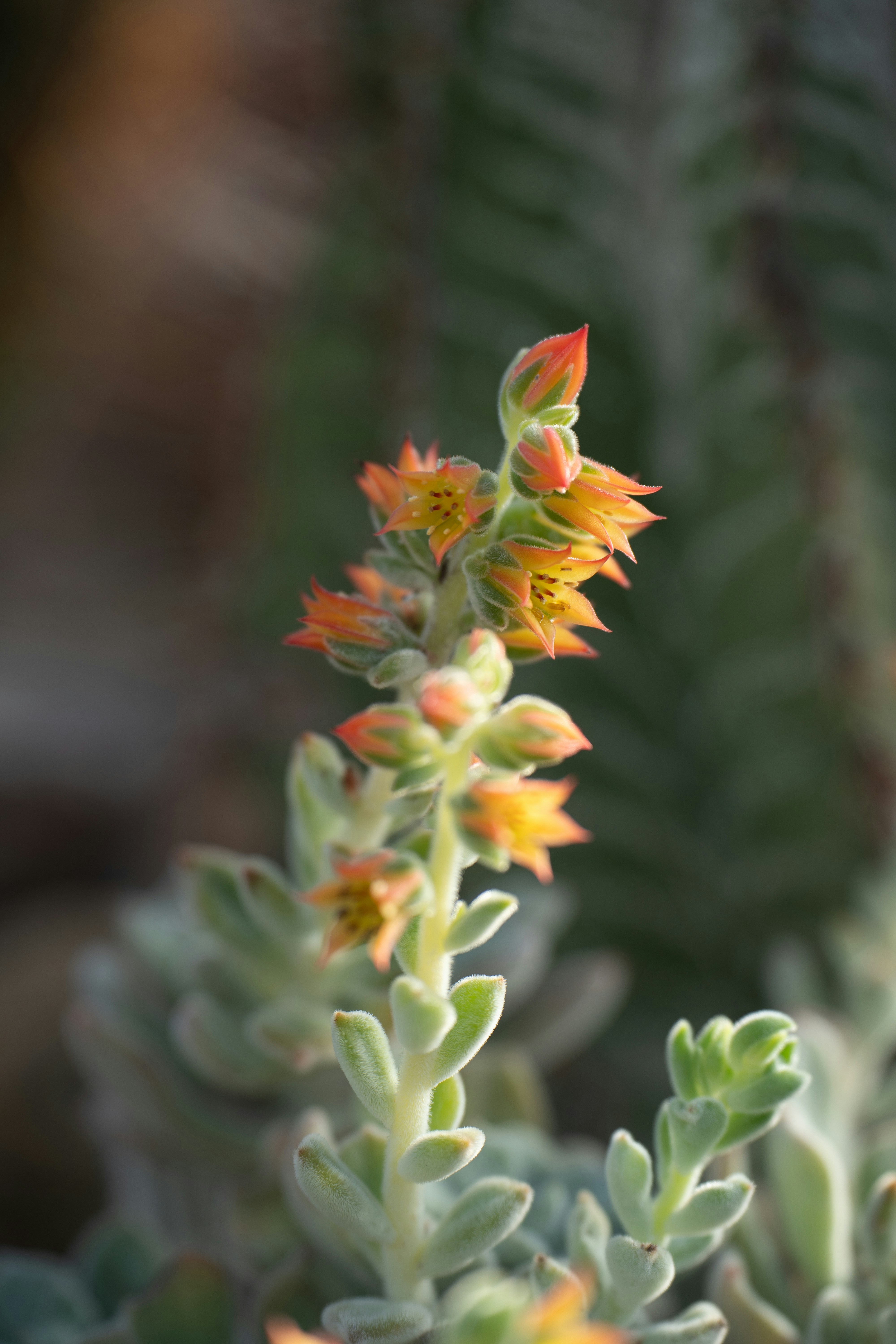 Petals of Fire: A Close-Up of Coral-Orange Blooms on Silvery Succulent