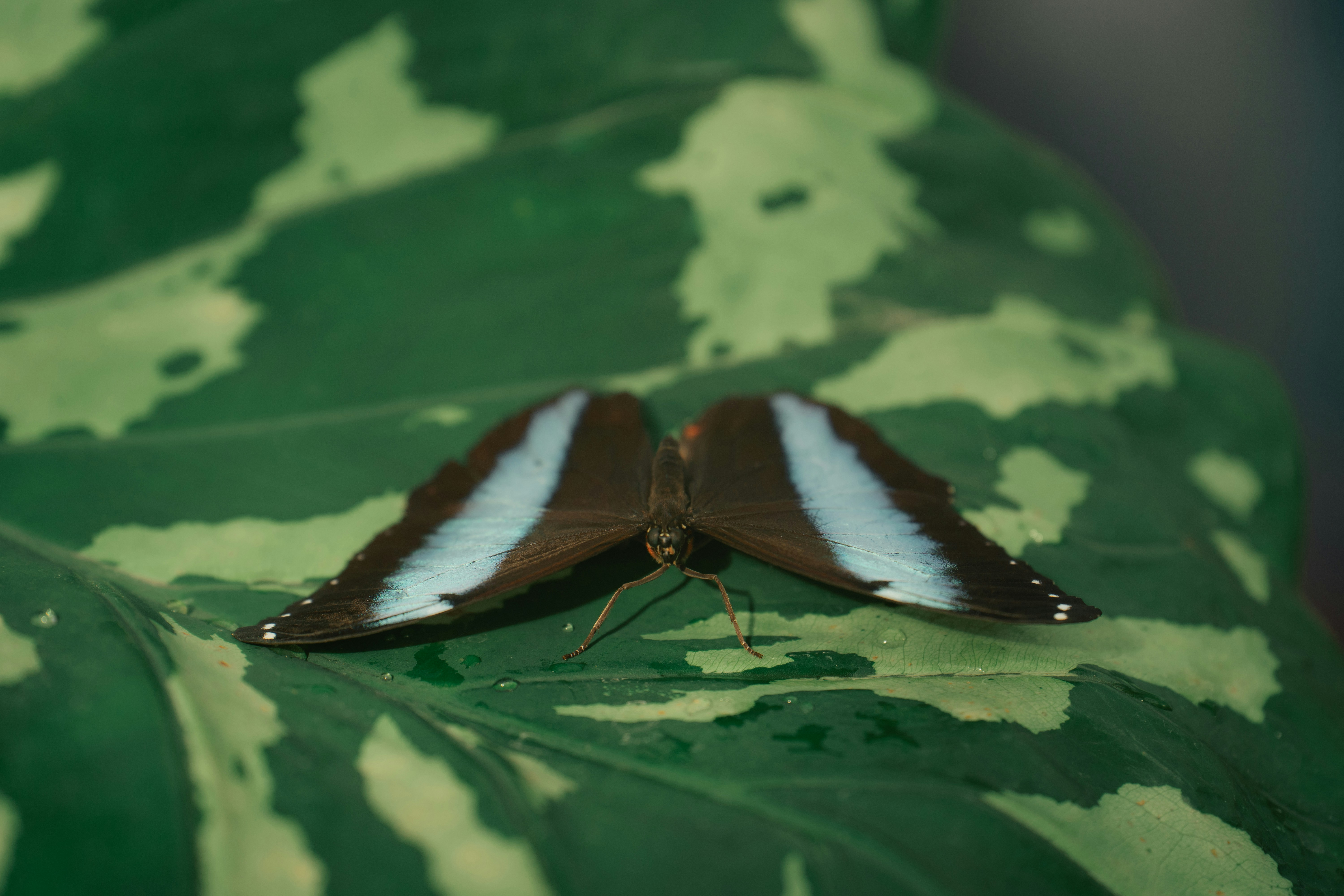 Midnight Wing on Variegated Leaf