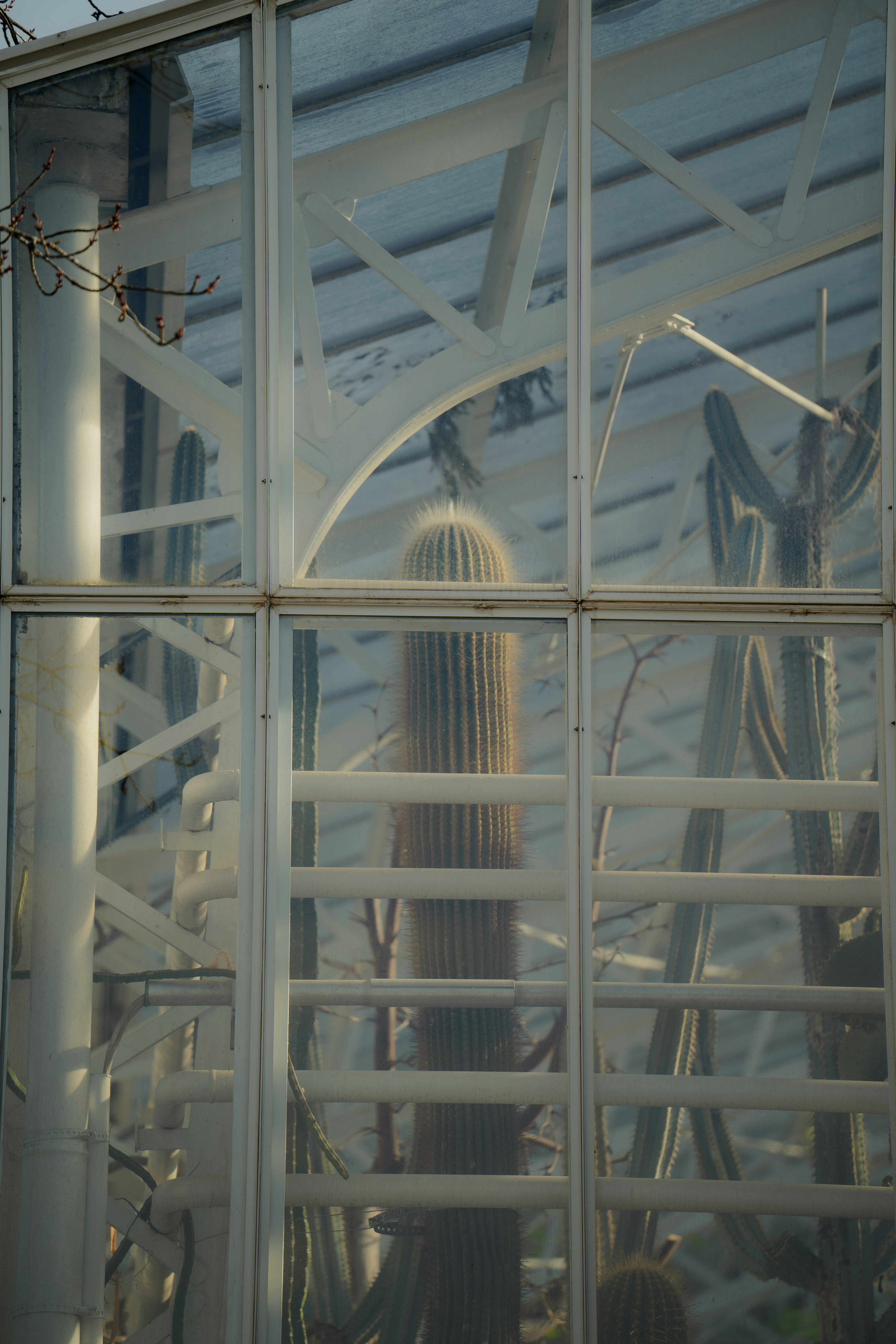 Glasshouse Cables and Cacti: A Grid of Silence