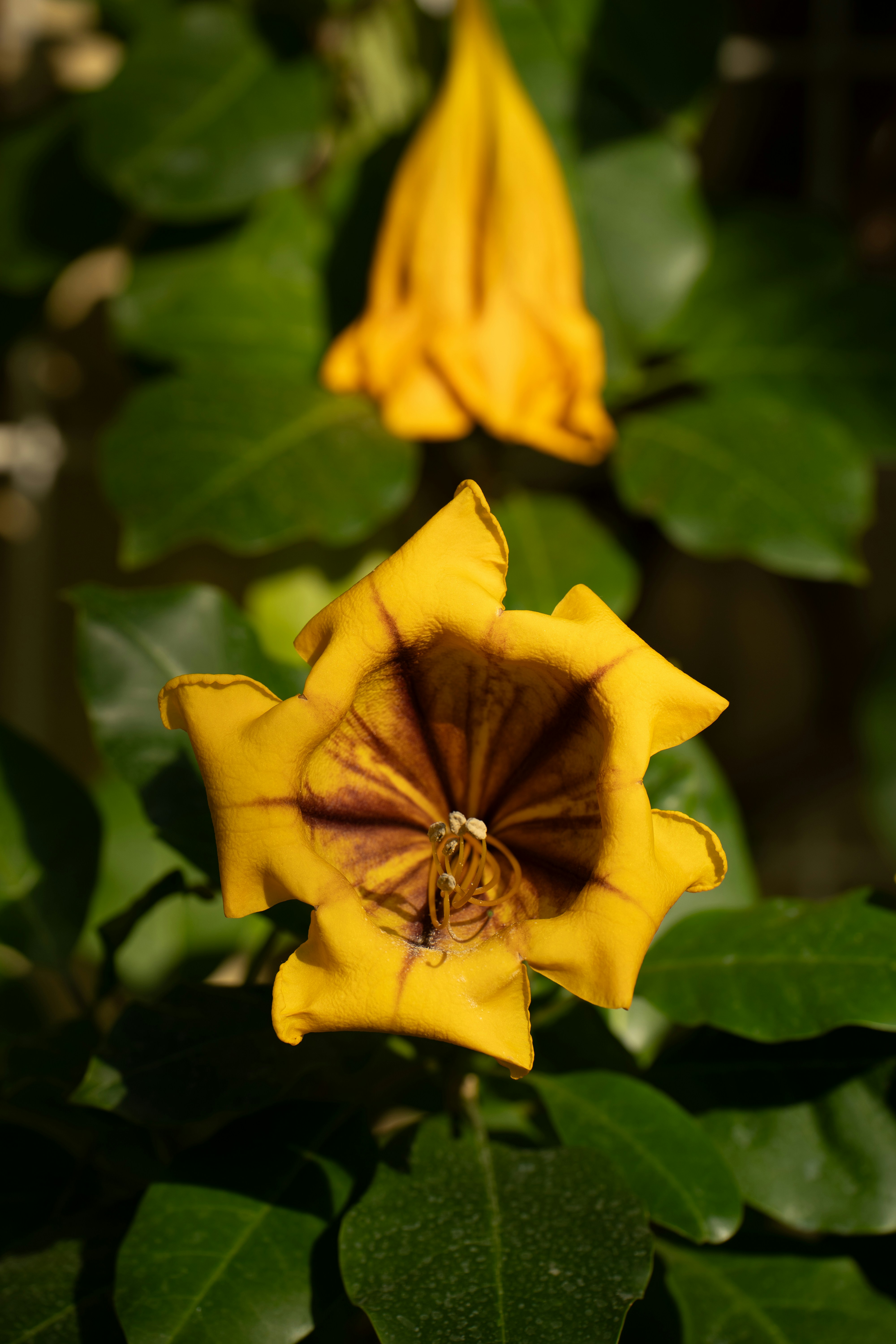 Golden trumpet bloom with a velvet center