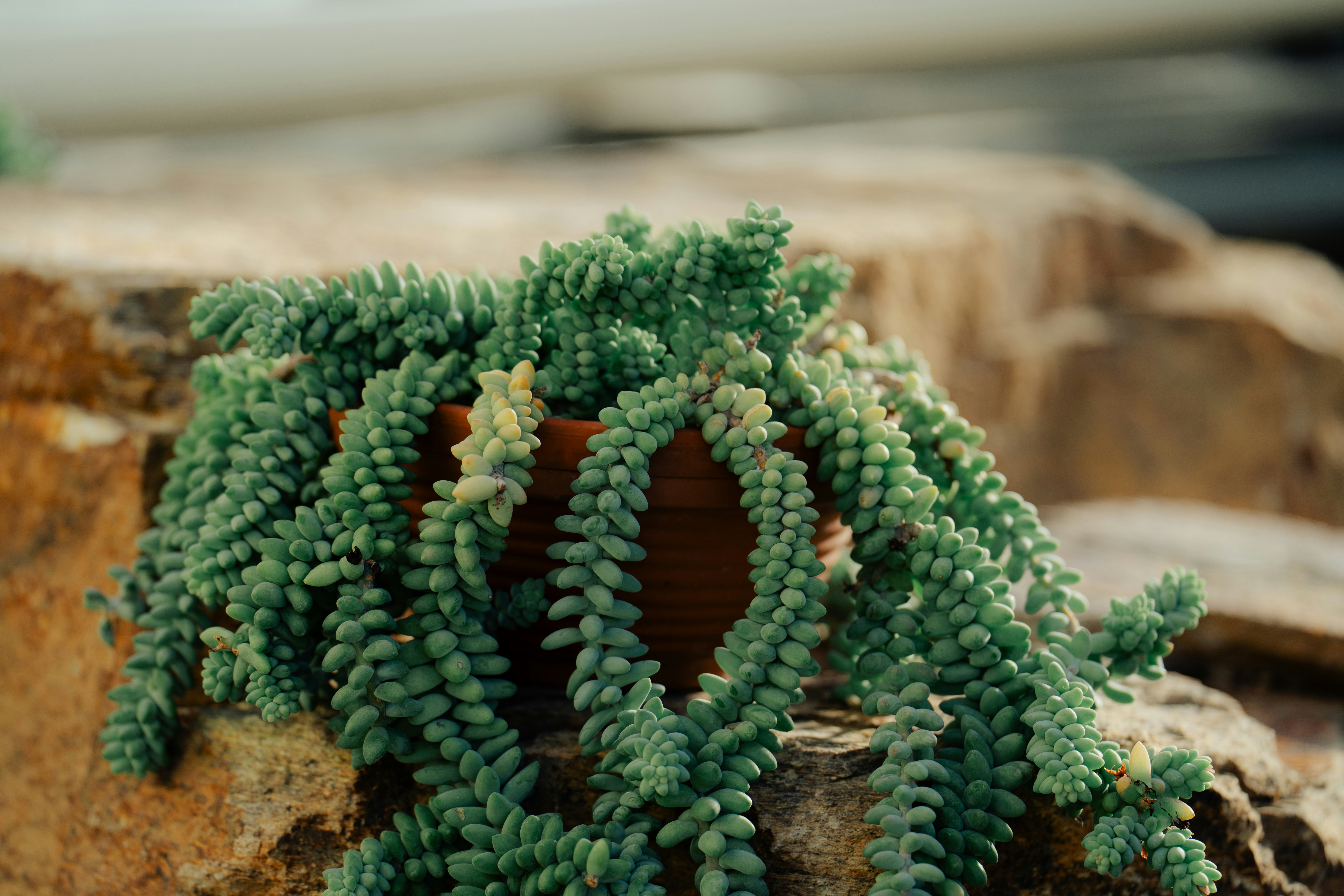 Green Beadwork on Weathered Stone