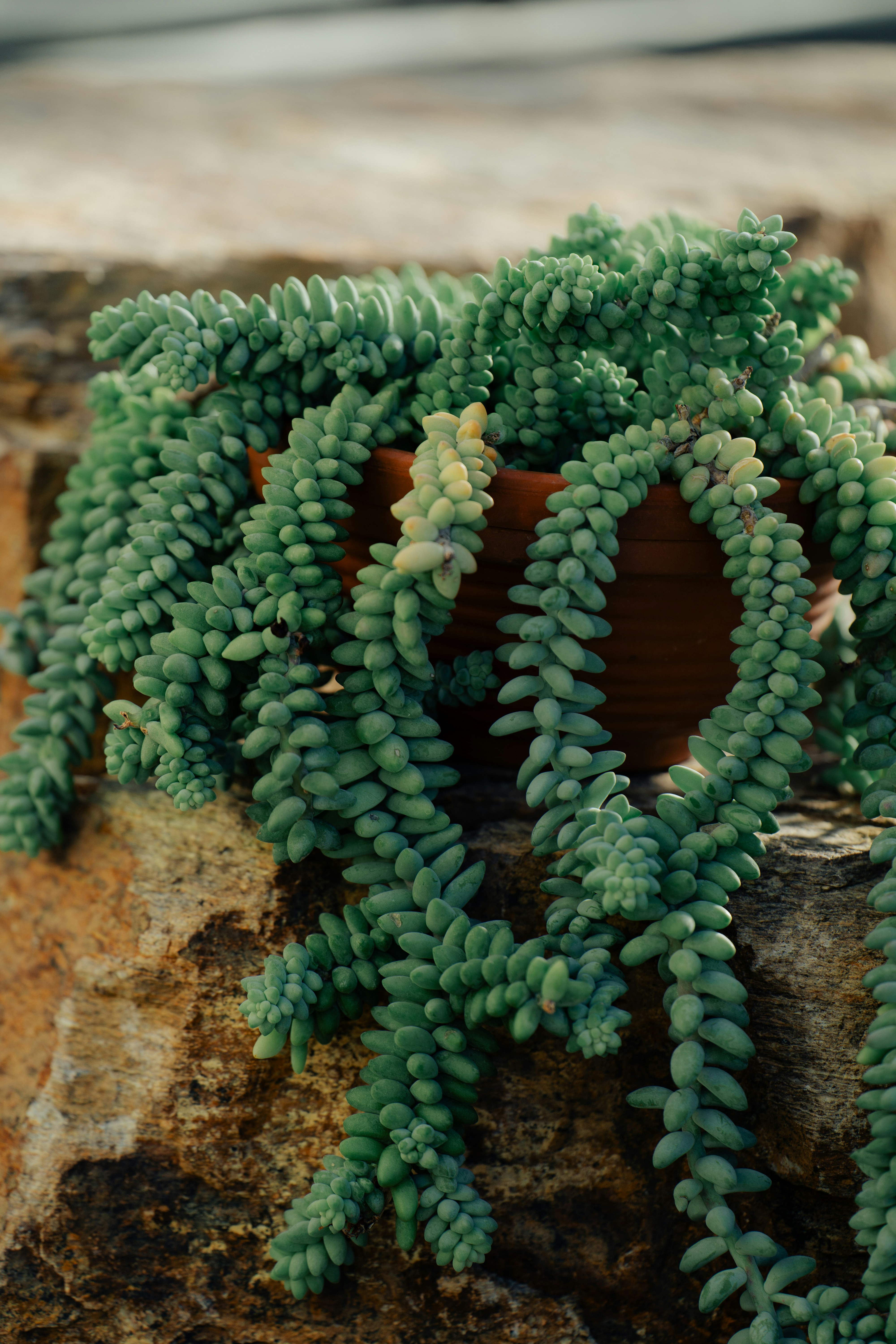Trailing Succulents spilling over a rustic pot on a sunlit stone ledge