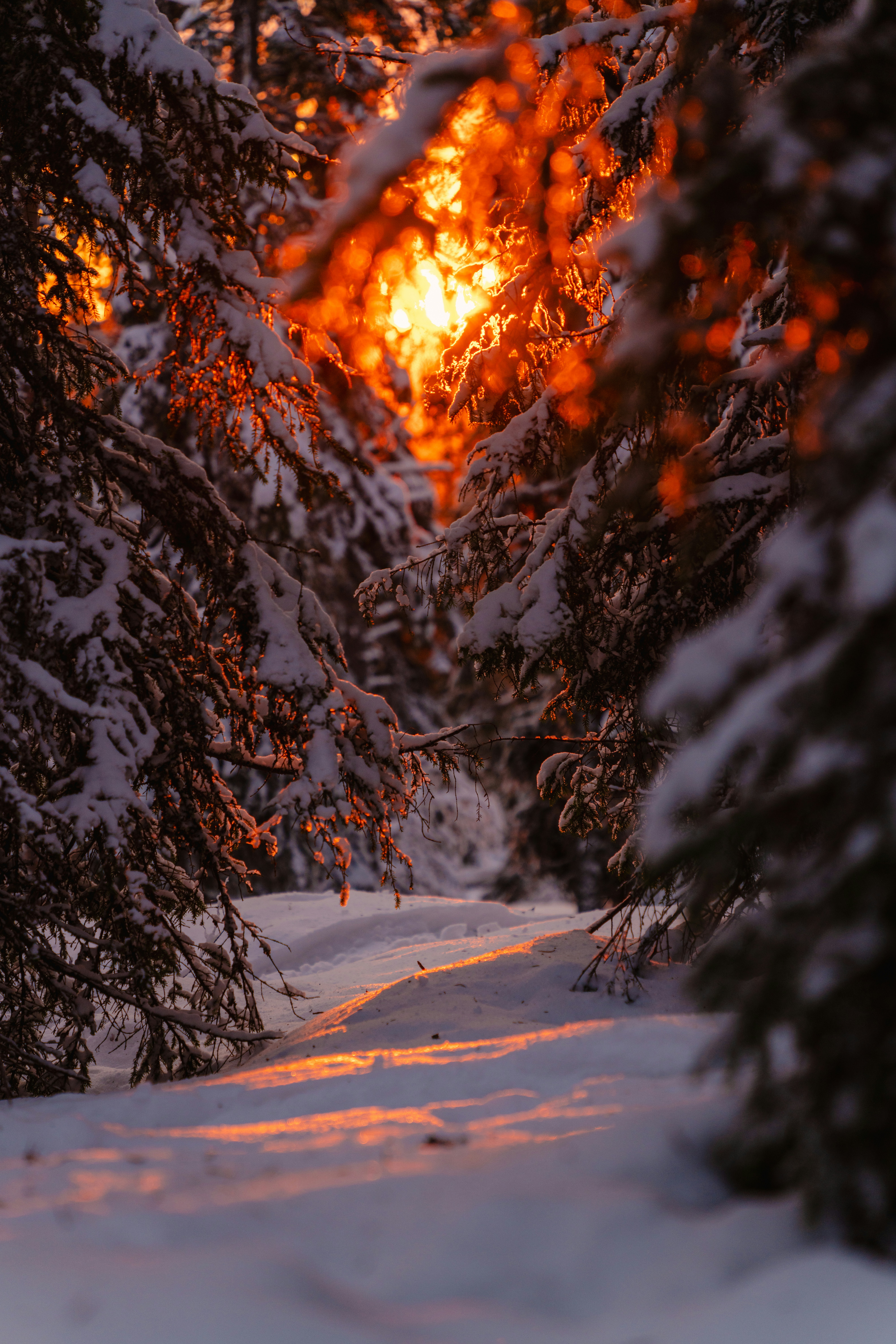 Golden sunset light filters through snowy trees photo – Free Sunset ...