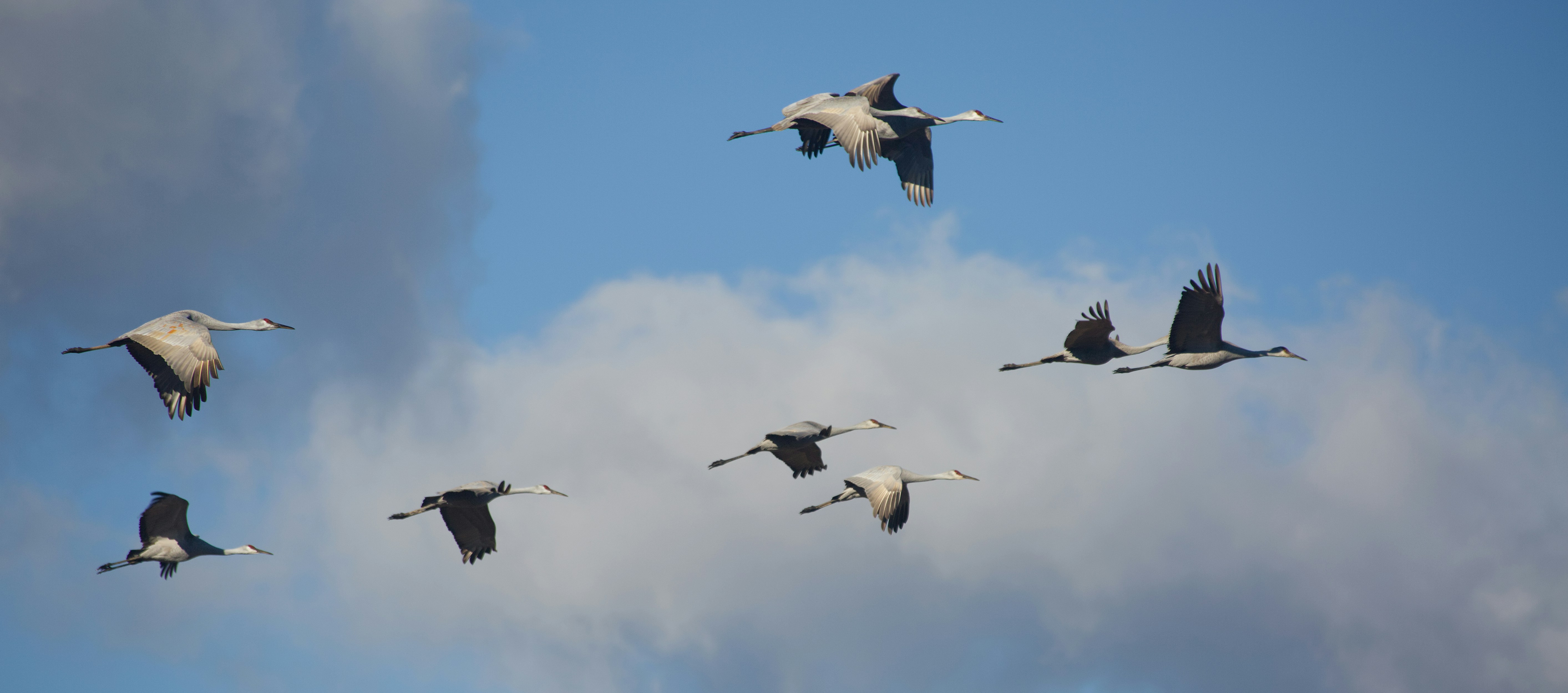 V-formation in the Open Sky