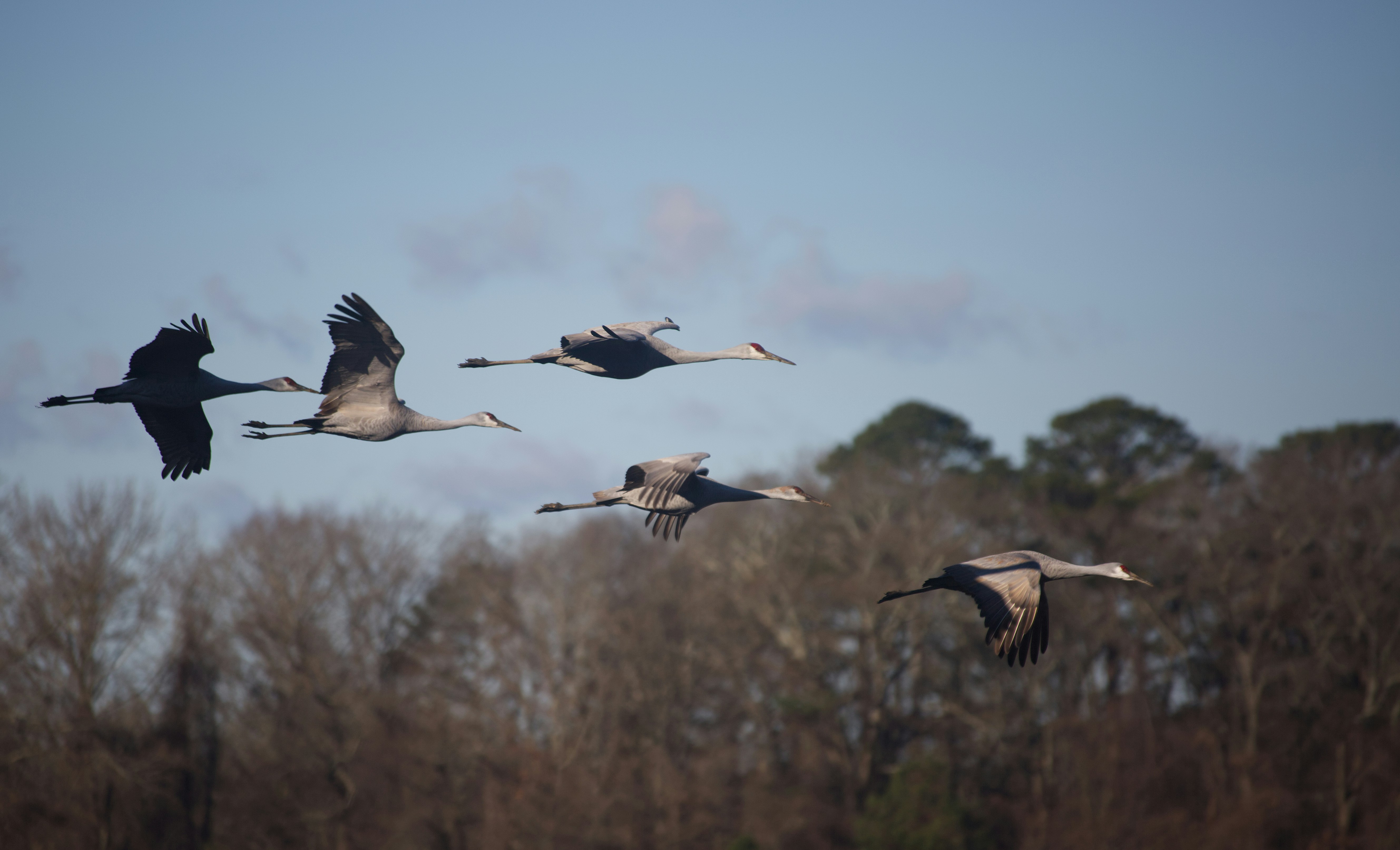 V-formation over a sunlit treeline: five cranes in synchronized flight