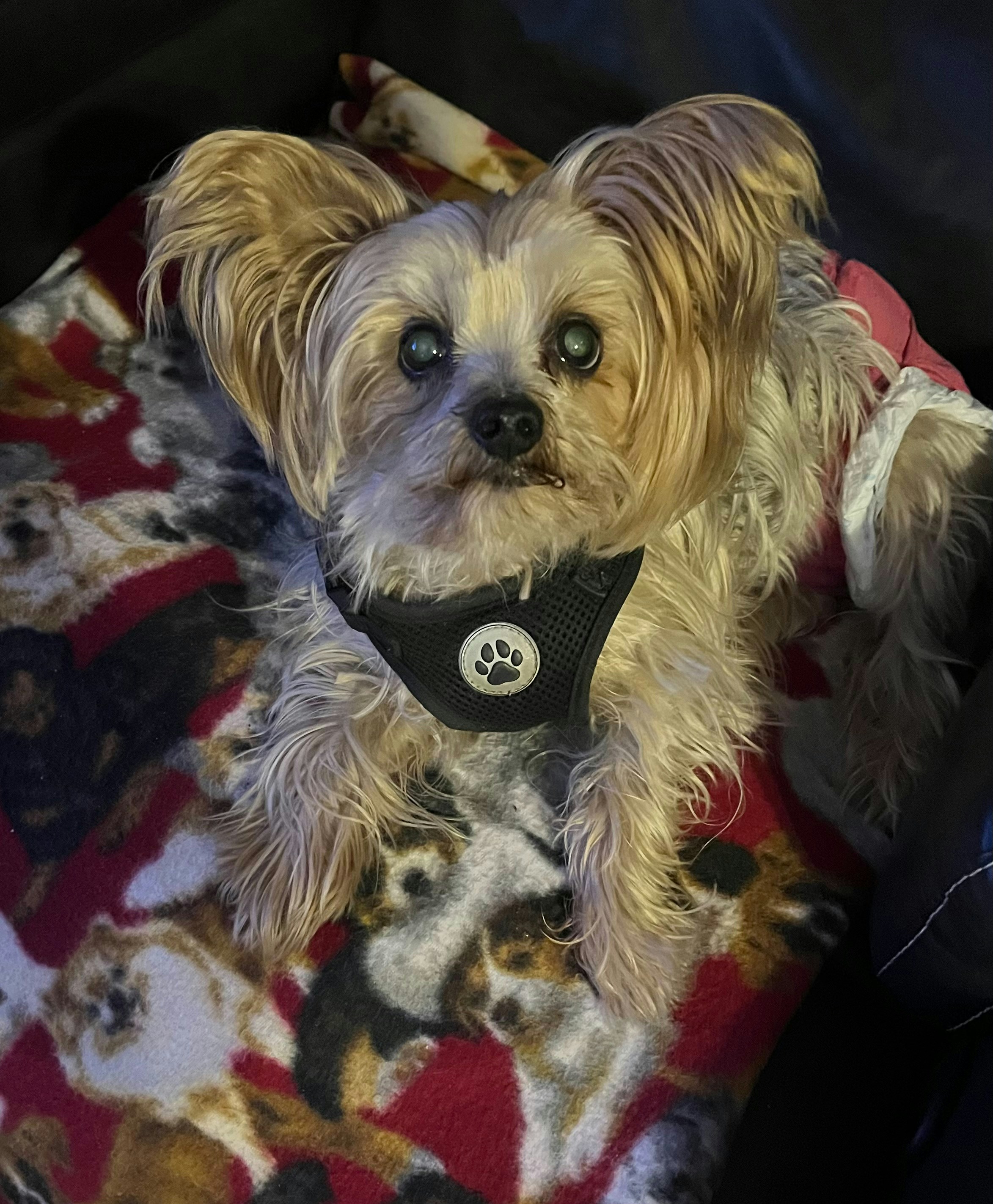 Cozy Pup in a Velvet Blanket: Quiet Alertness Surrounded by Warm Tones