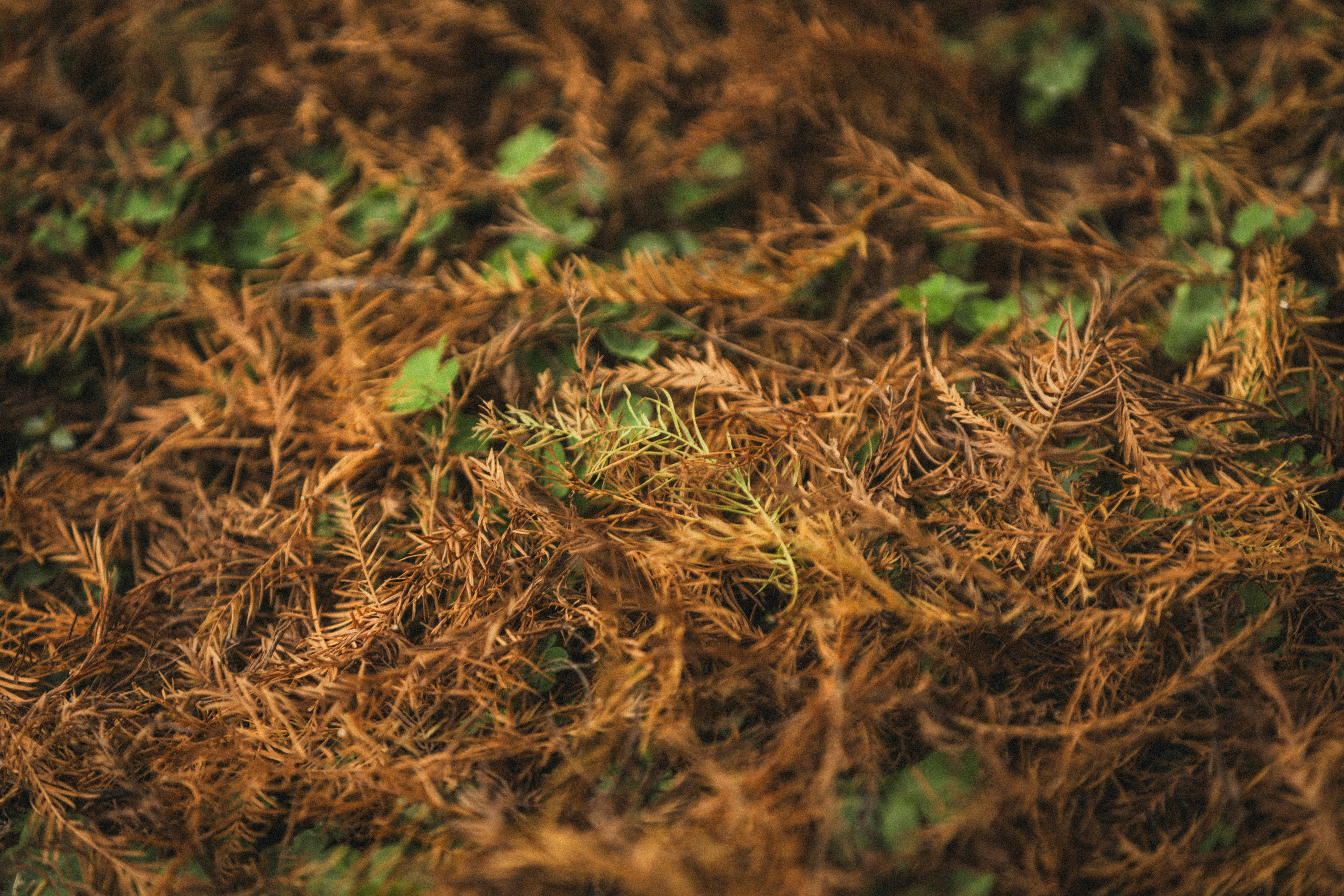 Autumnal Fern Bed: Golden Orange Fronds with Green Accents