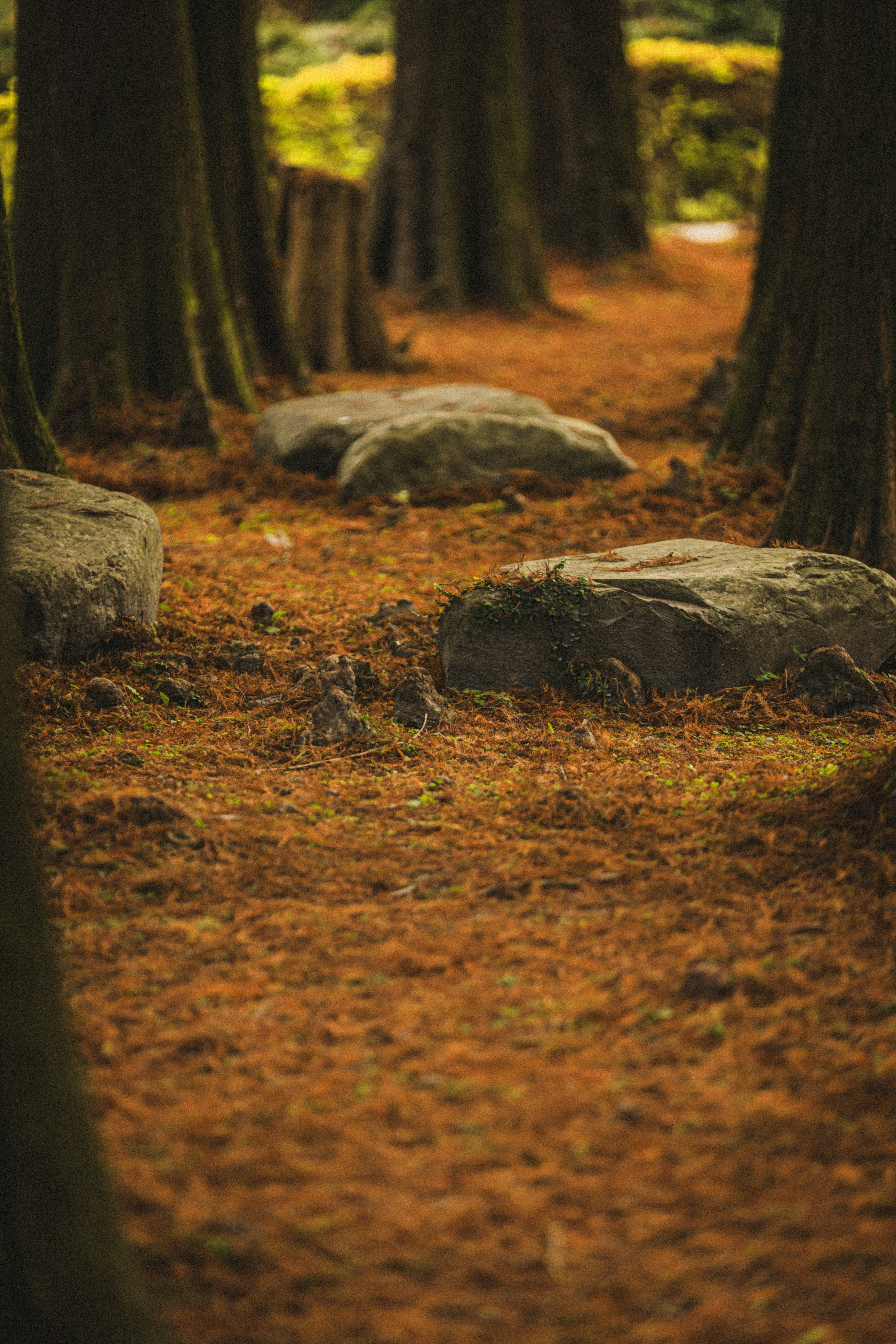 Autumn Path Through the Silent Rock-Lined Forest