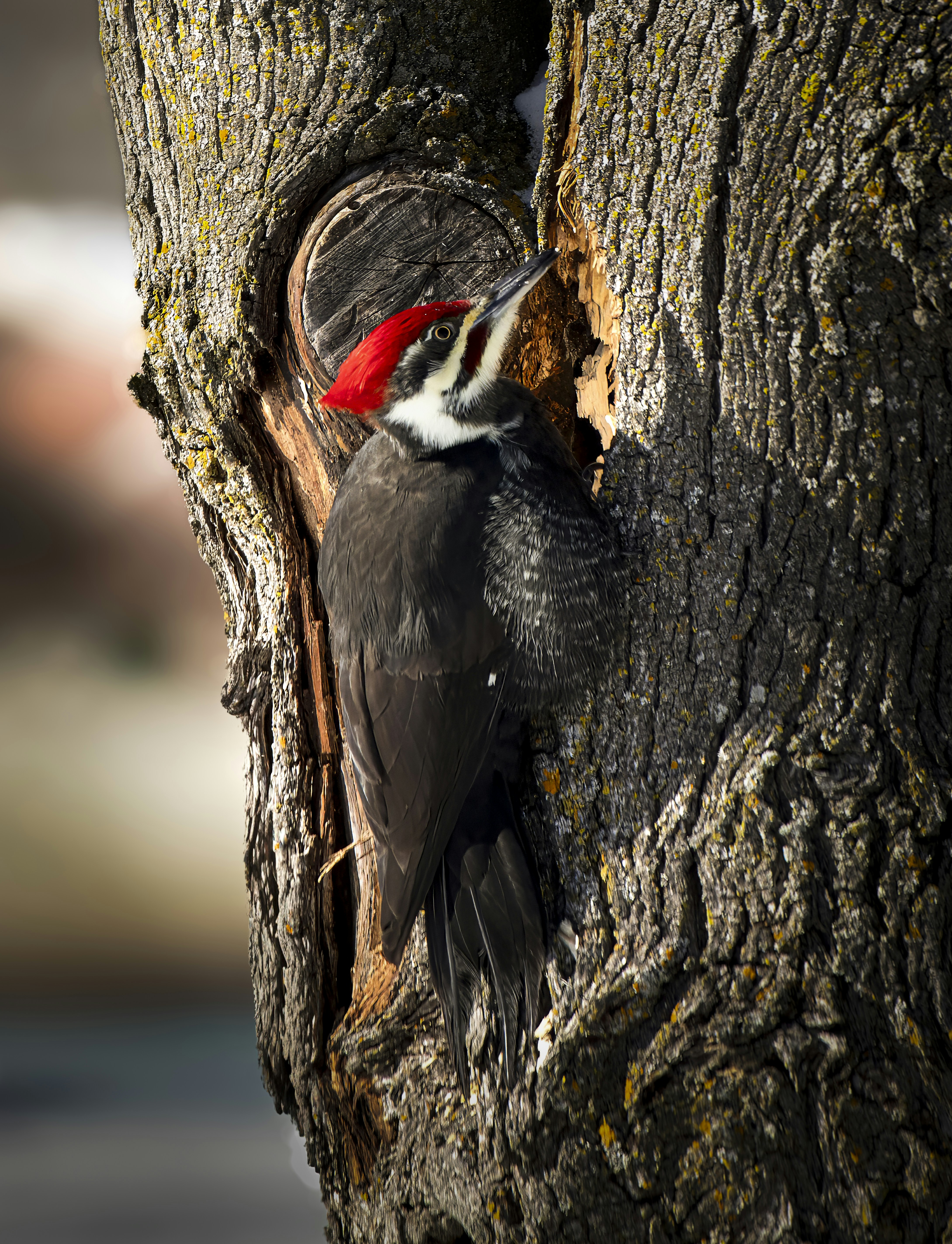 Pájaro carpintero pileado picoteando un agujero en un árbol foto ...