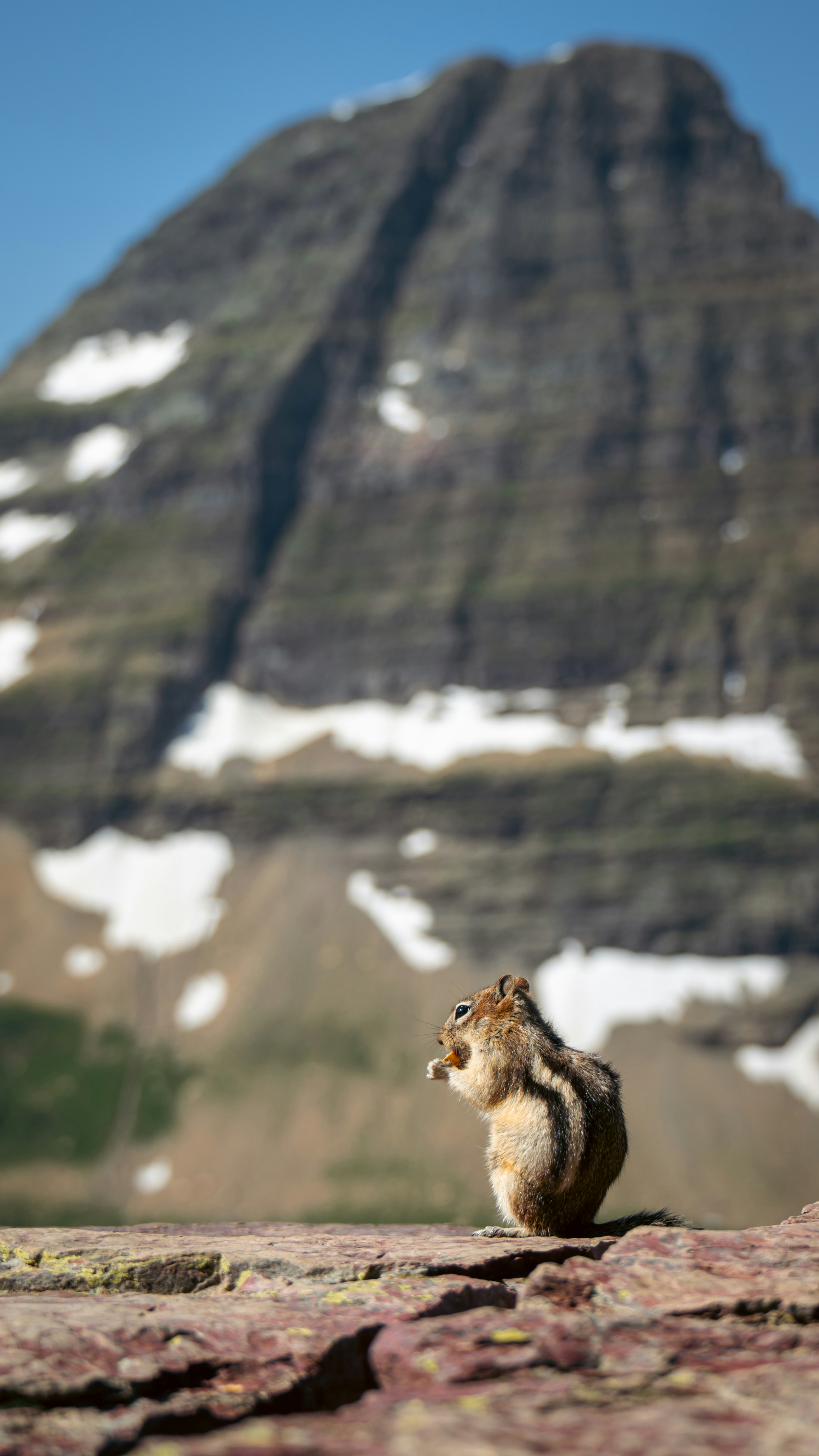 Tiny Squirrel on a Red Rock Stage Against a Snow-Dusted Mountain