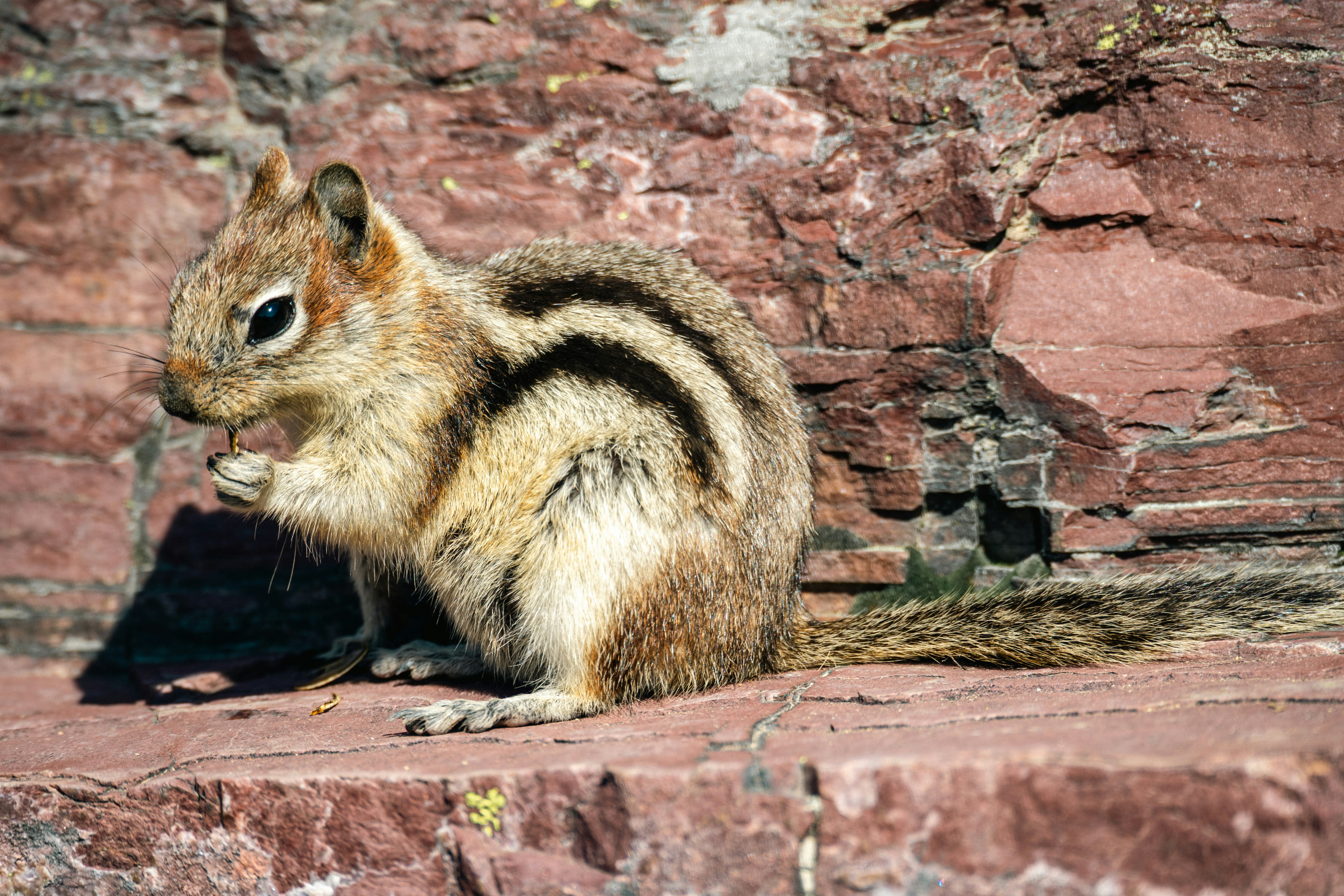 Striped Squirrel on Red Stone Steps