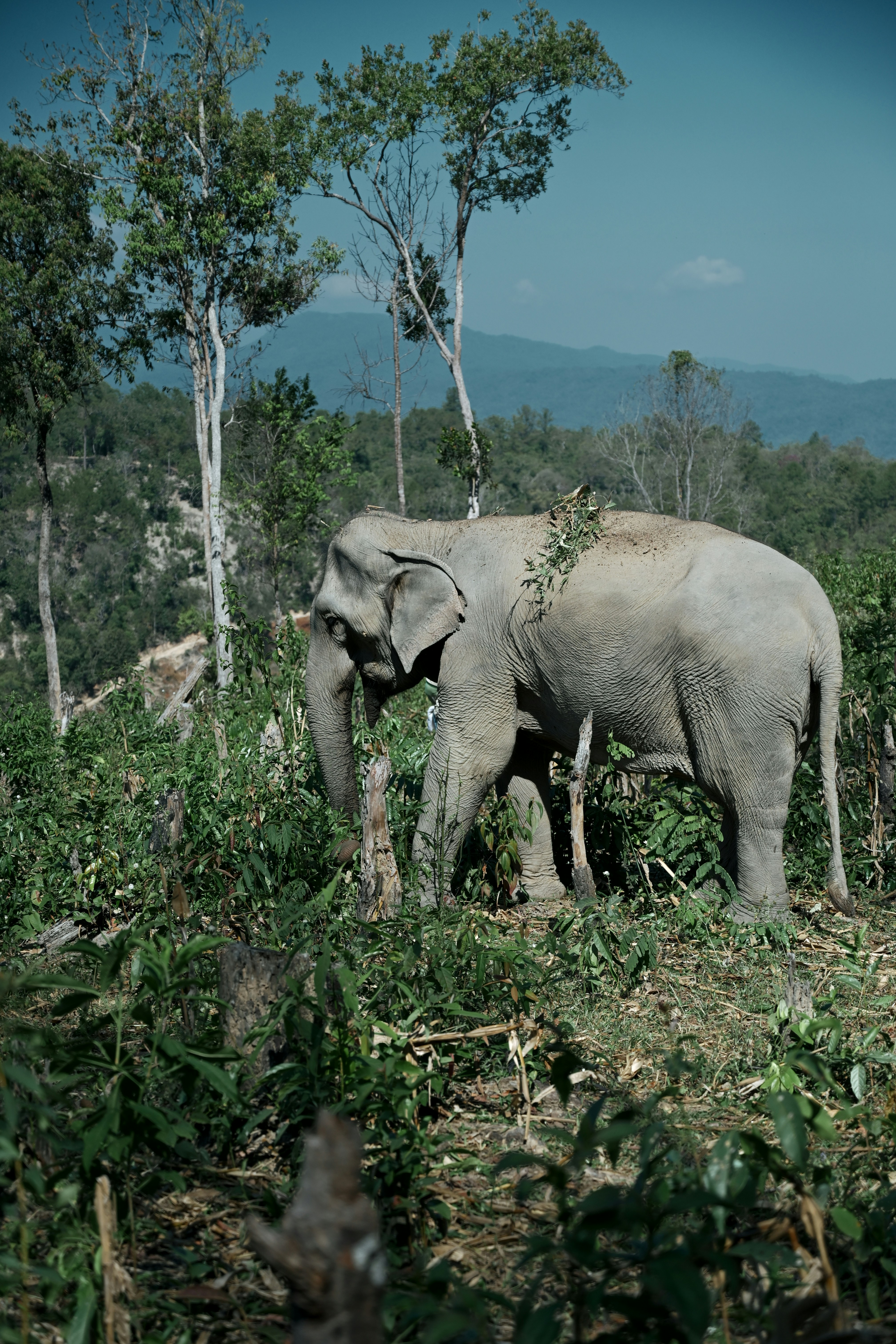 Hushed Ivory: Elephant in a Sunlit Clearing