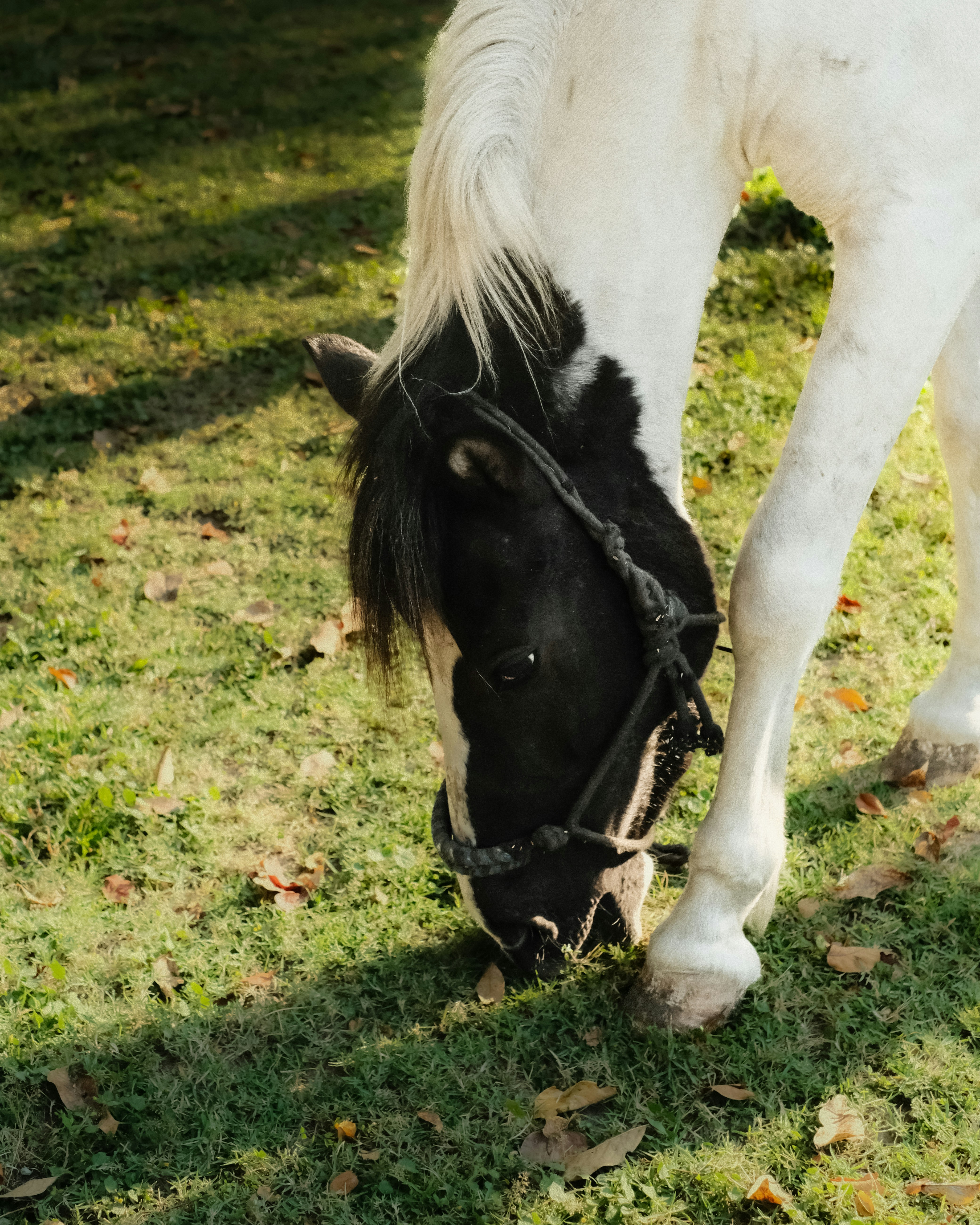 Grazing in dappled light: a black-and-white horse nose to the ground
