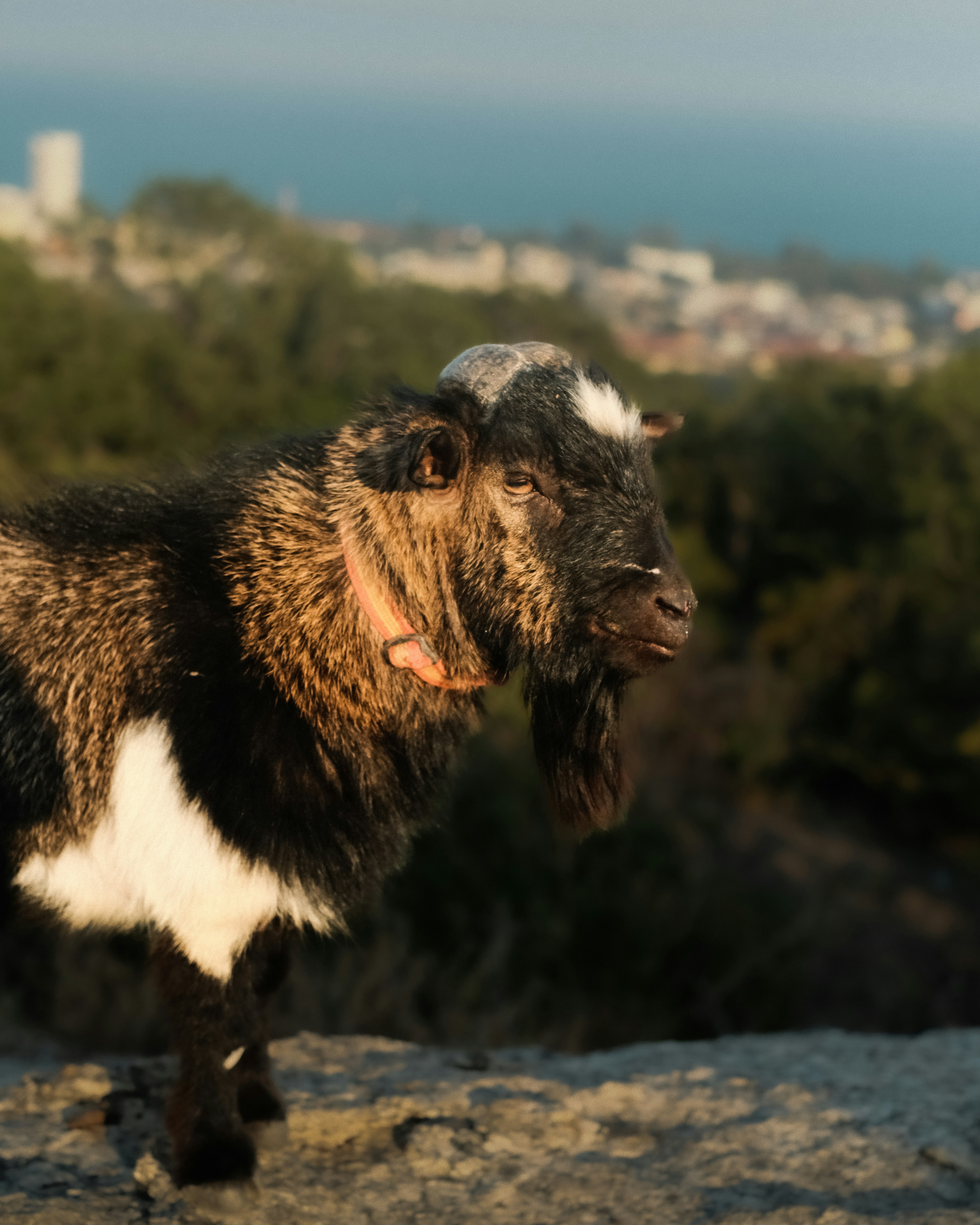 Goat on a cliff: sunlight catching a rustic portrait against a coastal town