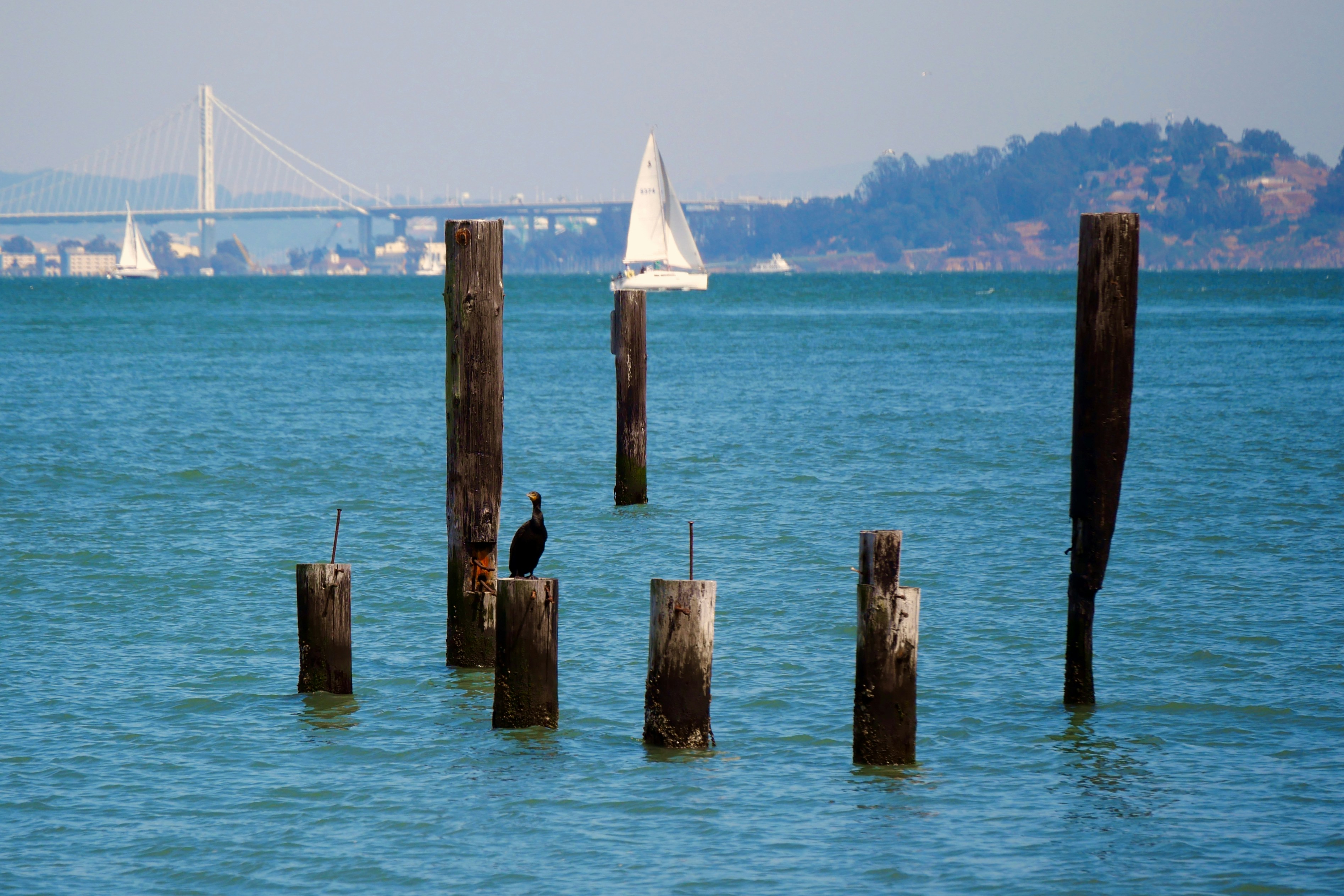 Half-submerged Pylons and a Distant Sailer on a Calm Bay