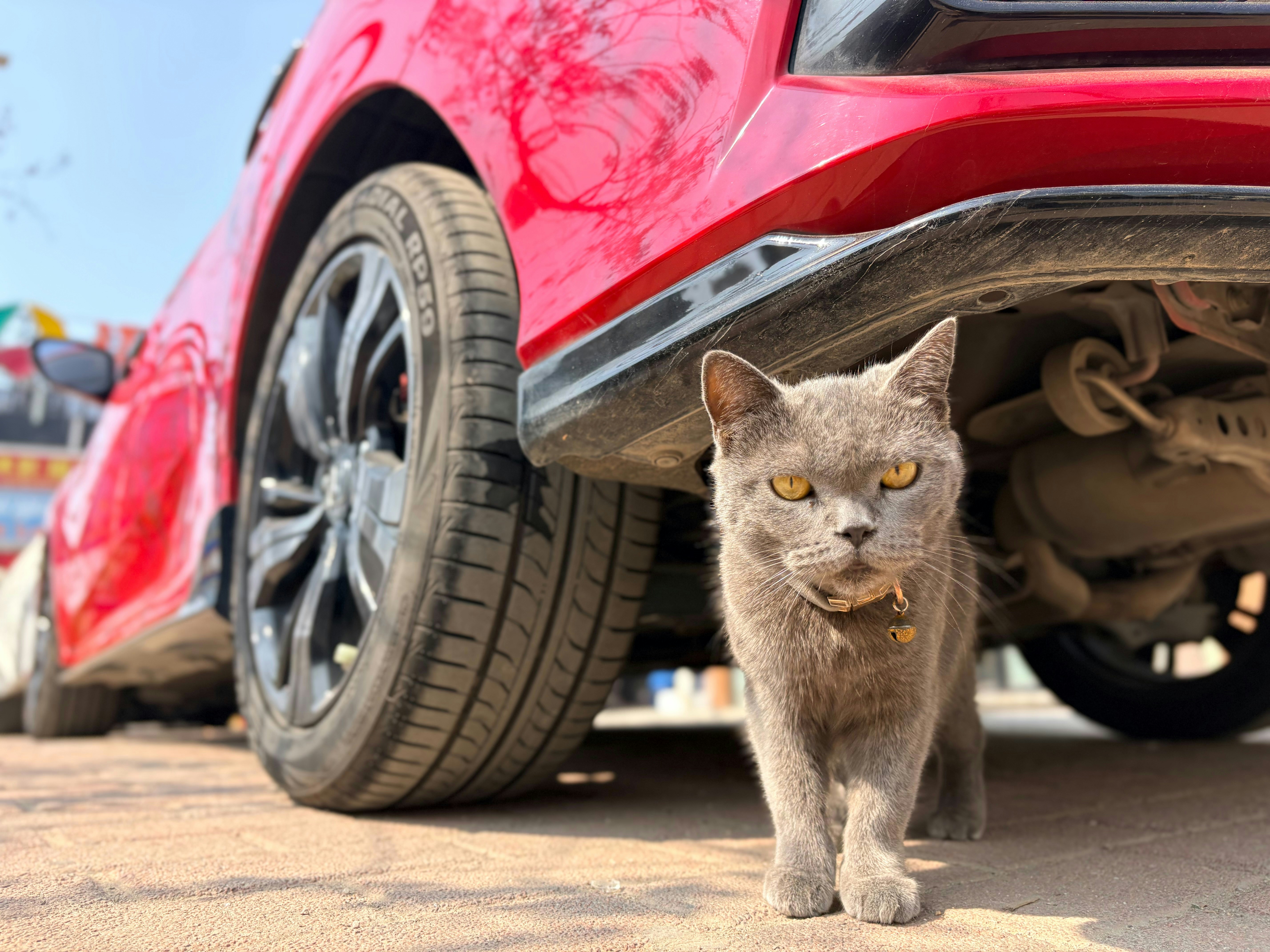 Orange-eyed Cat Under the Red Car: A Curious Stare