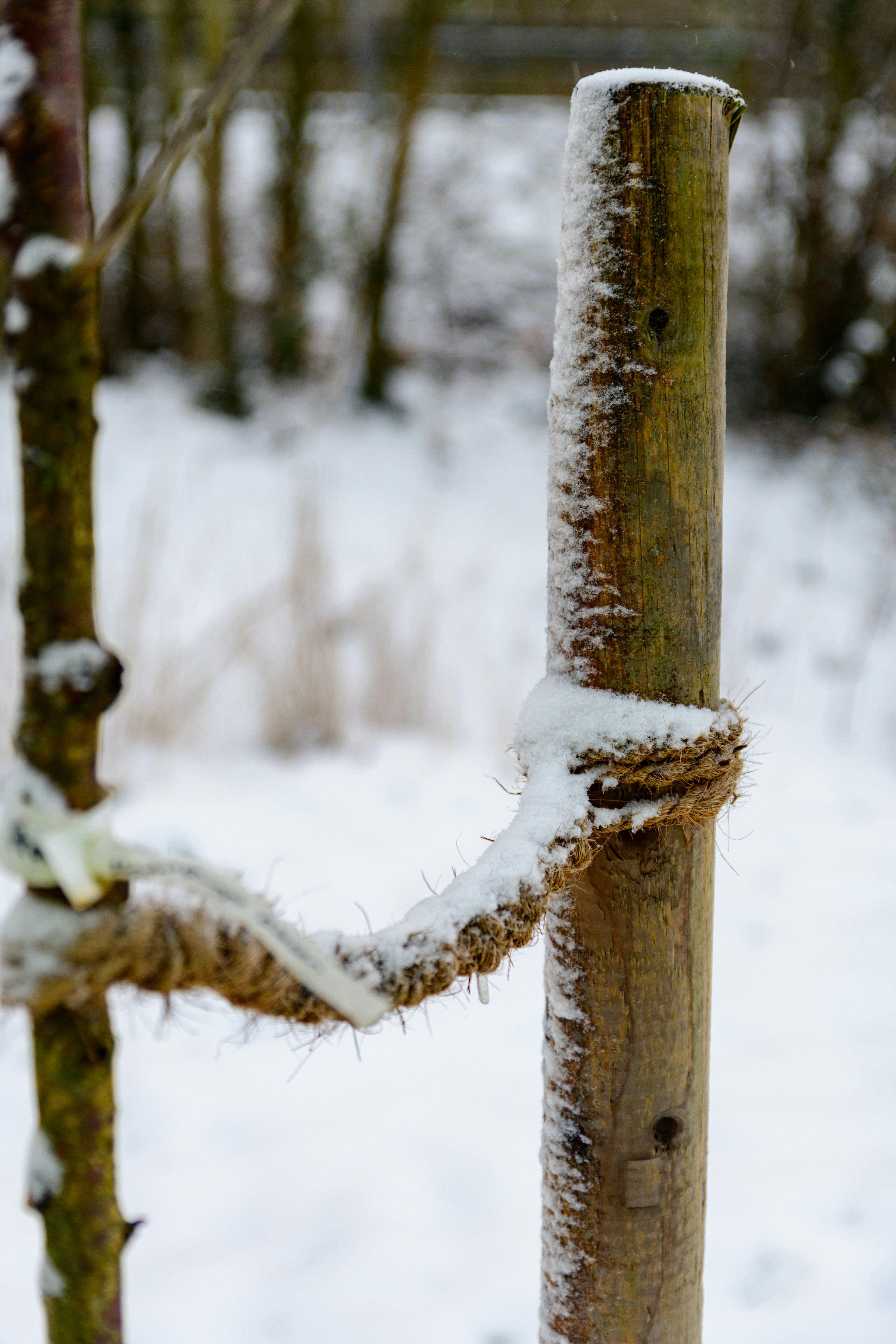 Snow-Touched Fence Post: A Close-up of Frayed Rope and Weathered Wood