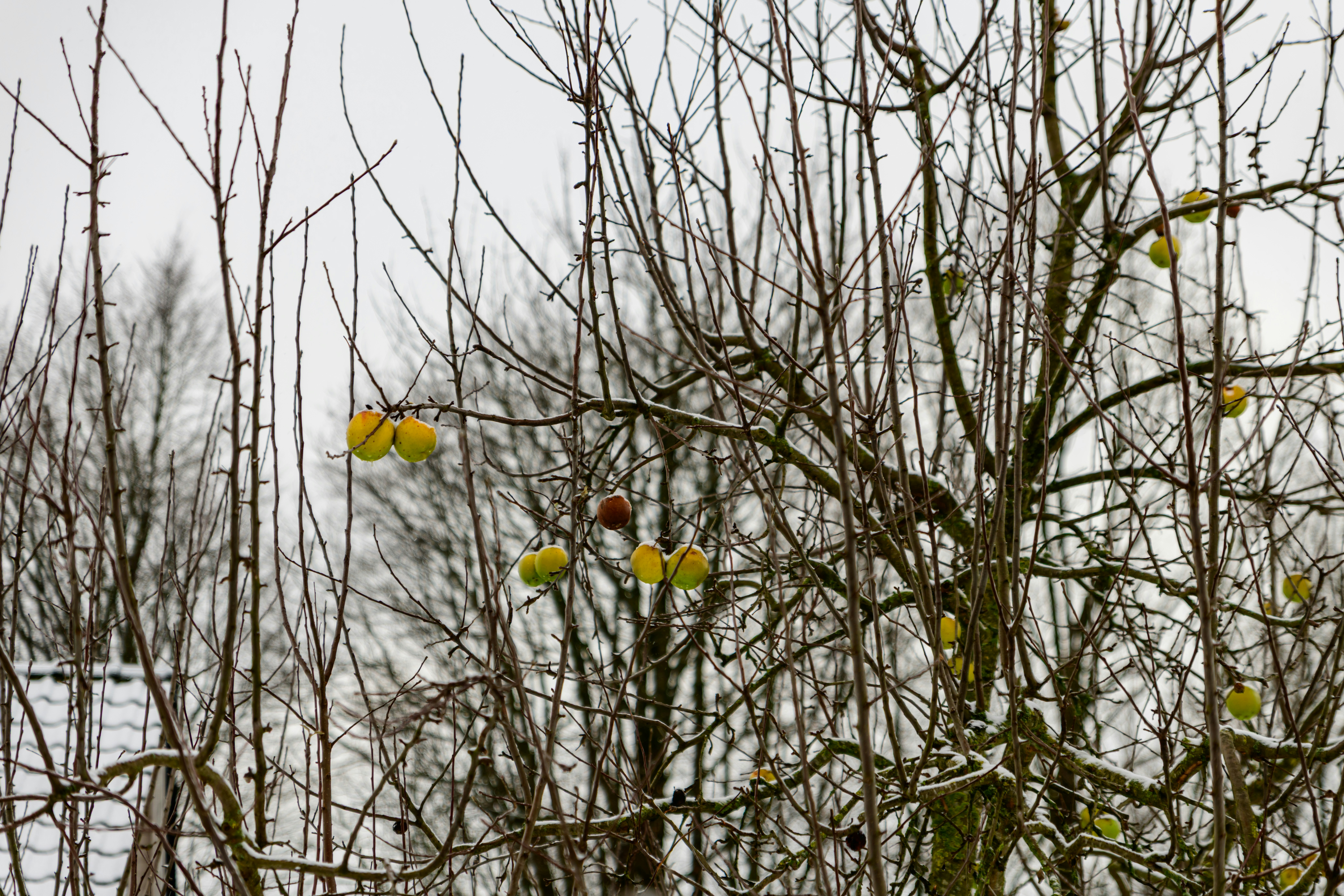 Apples in a Winter-Wire of Branches