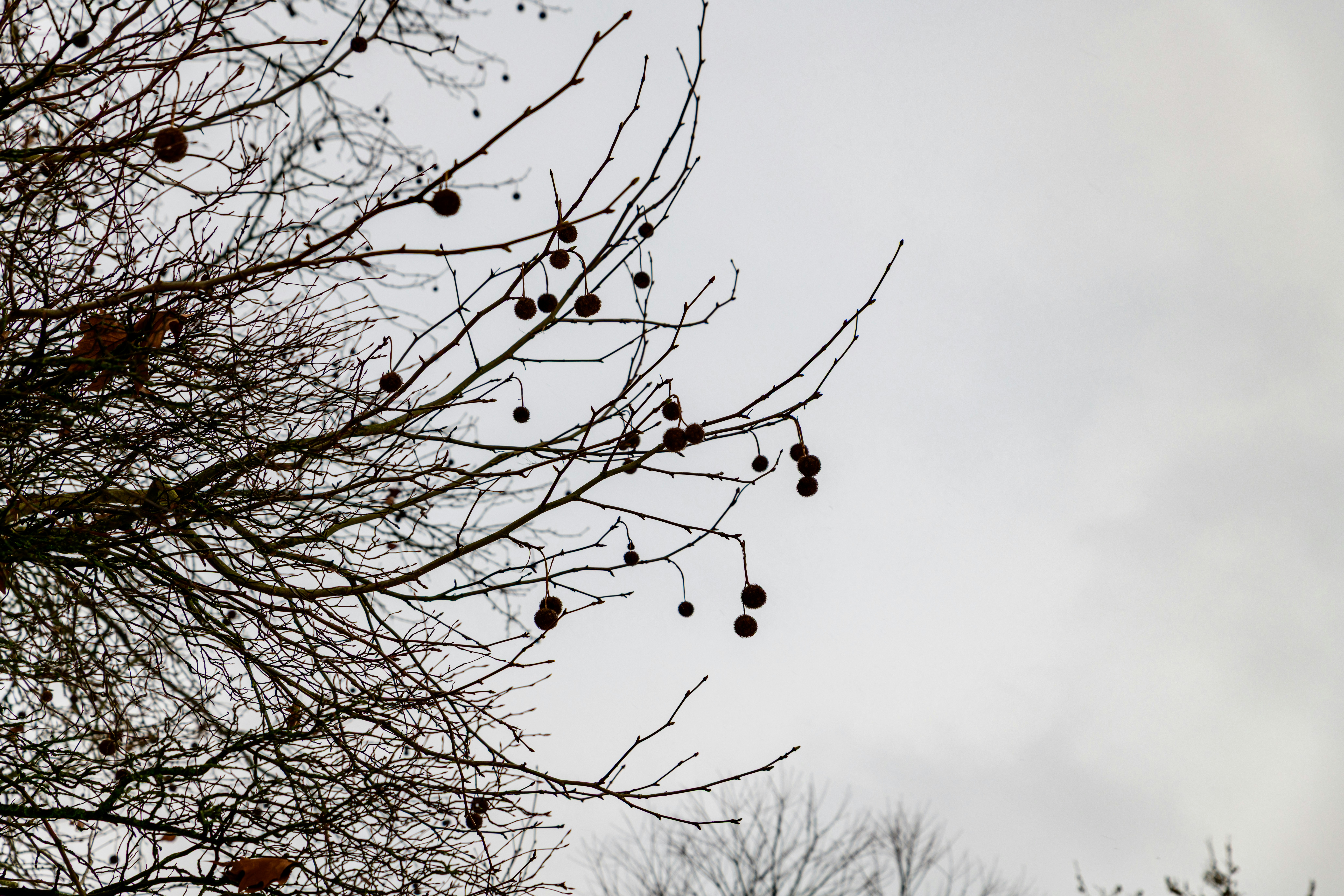 Winter Berries in Sparse Sky