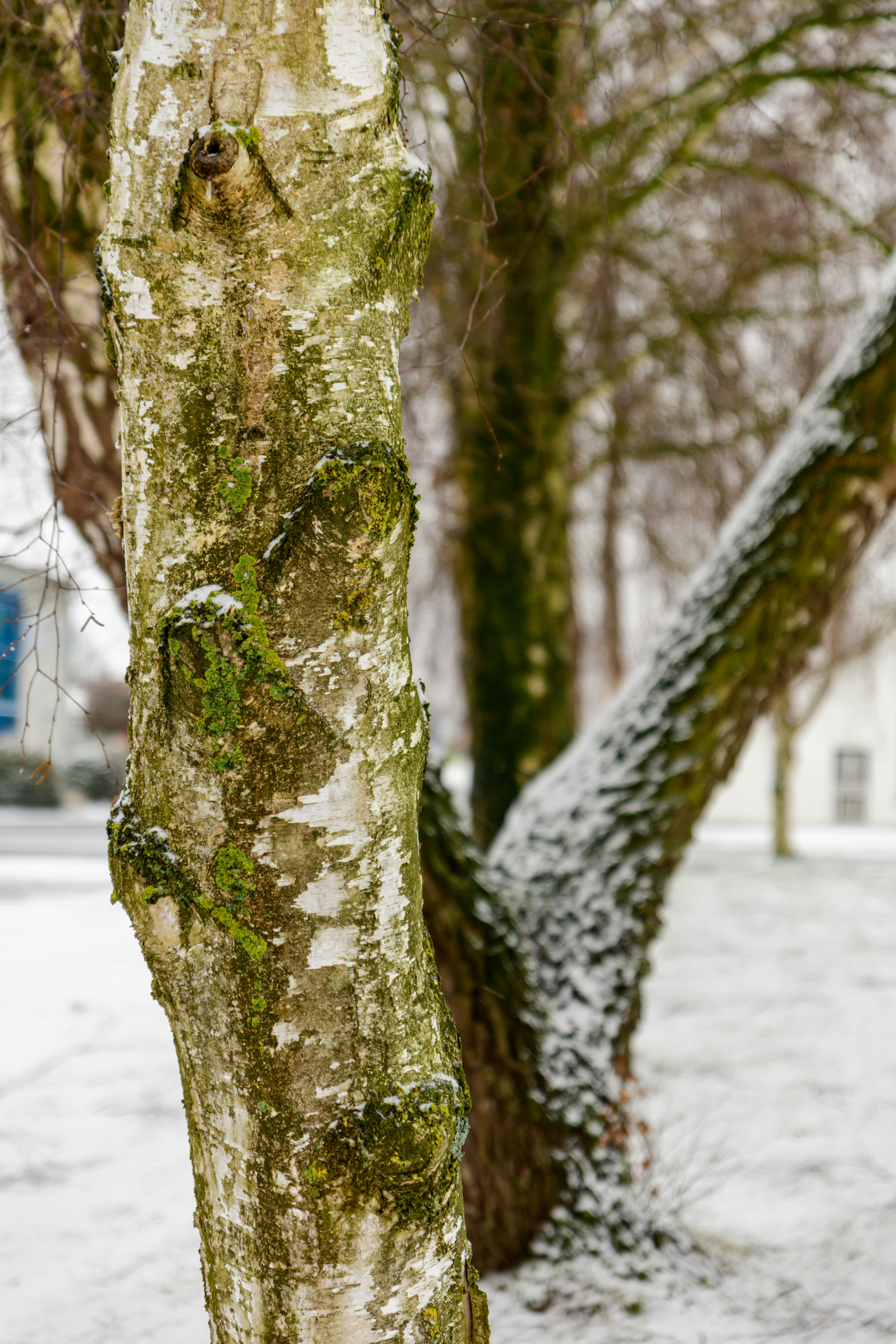 Snow-Kissed Birch at the Edge of Winter