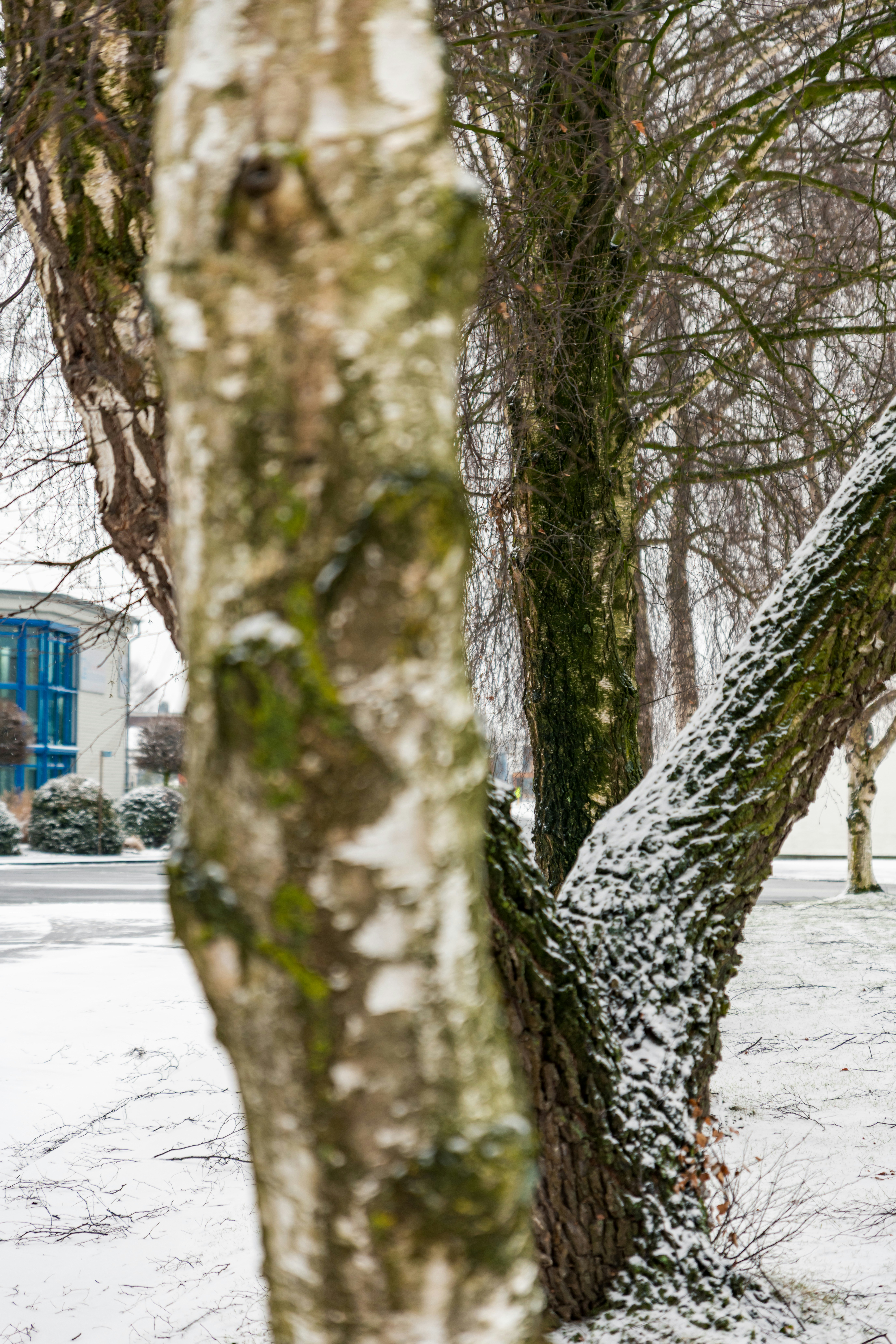 Snowbound Trees Frame a Quiet Winter Street