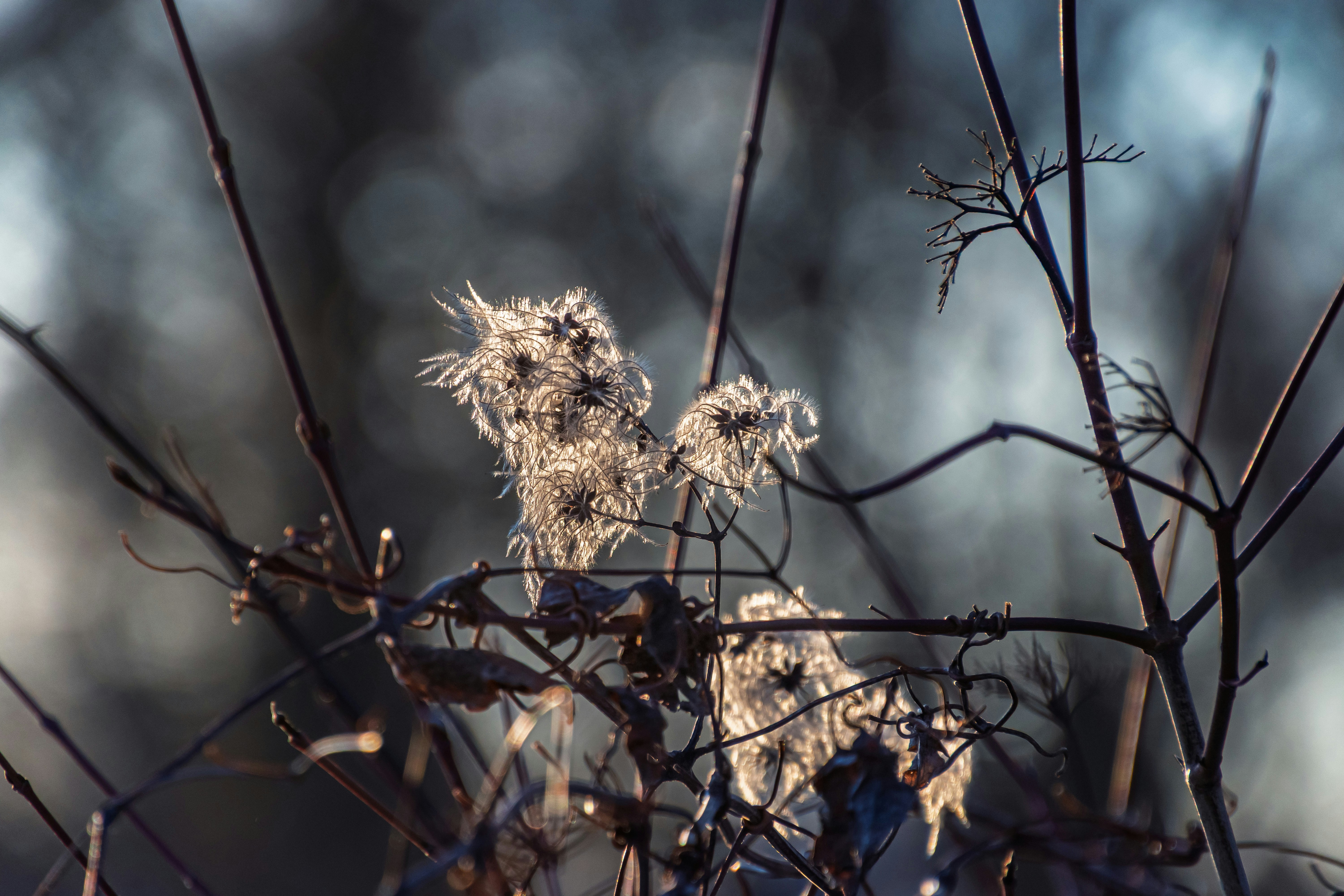 Dried Seed Heads Halting in Winter Light