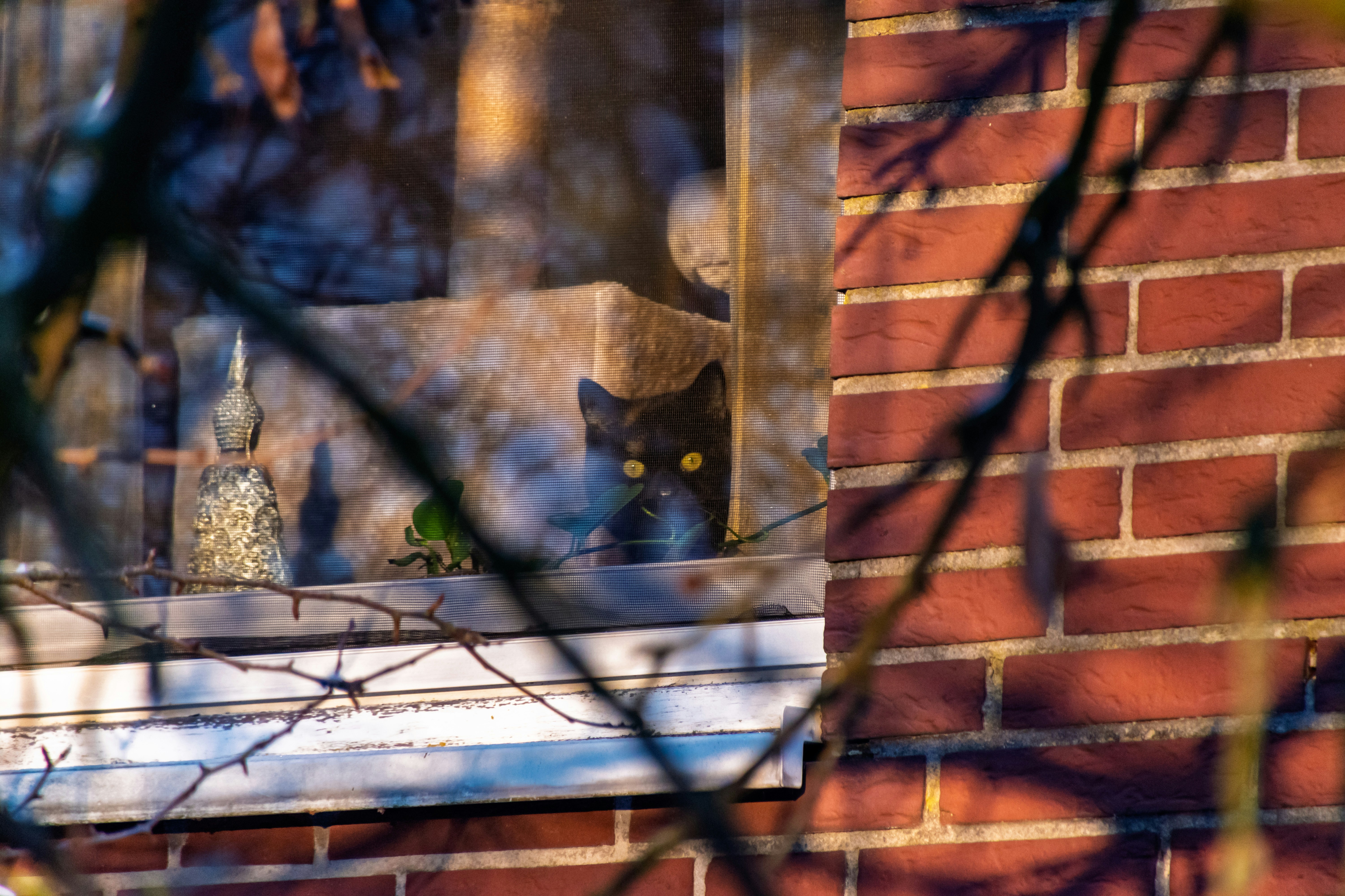 Hidden Observer: A Black Cat Peers Through the Window